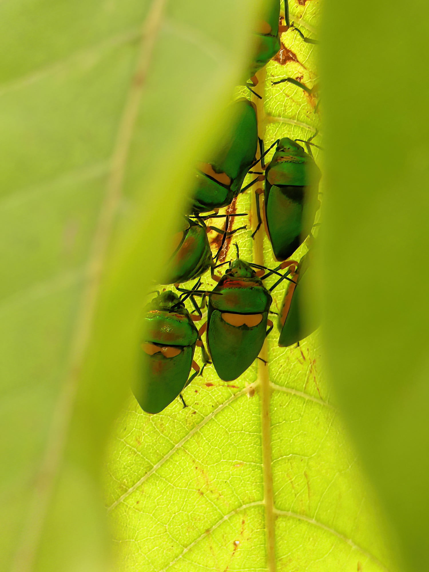 Green Jewel Bug (Lampromicra senator) – Ausemade
