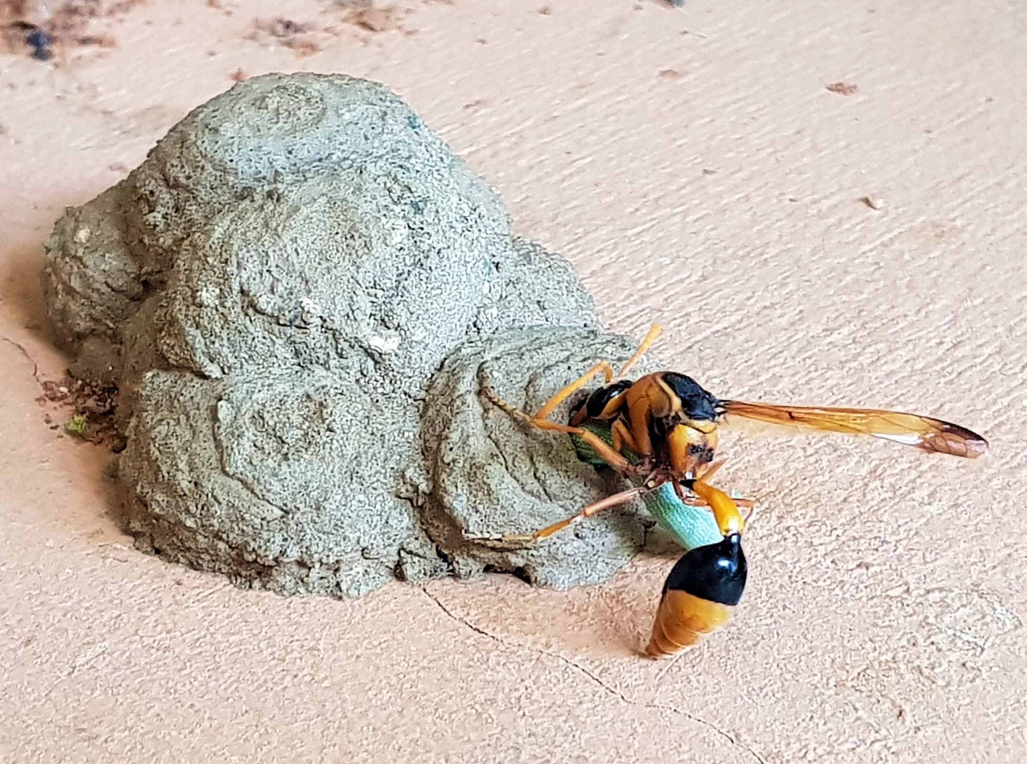 Australian Mud Nest Wasps – Ausemade