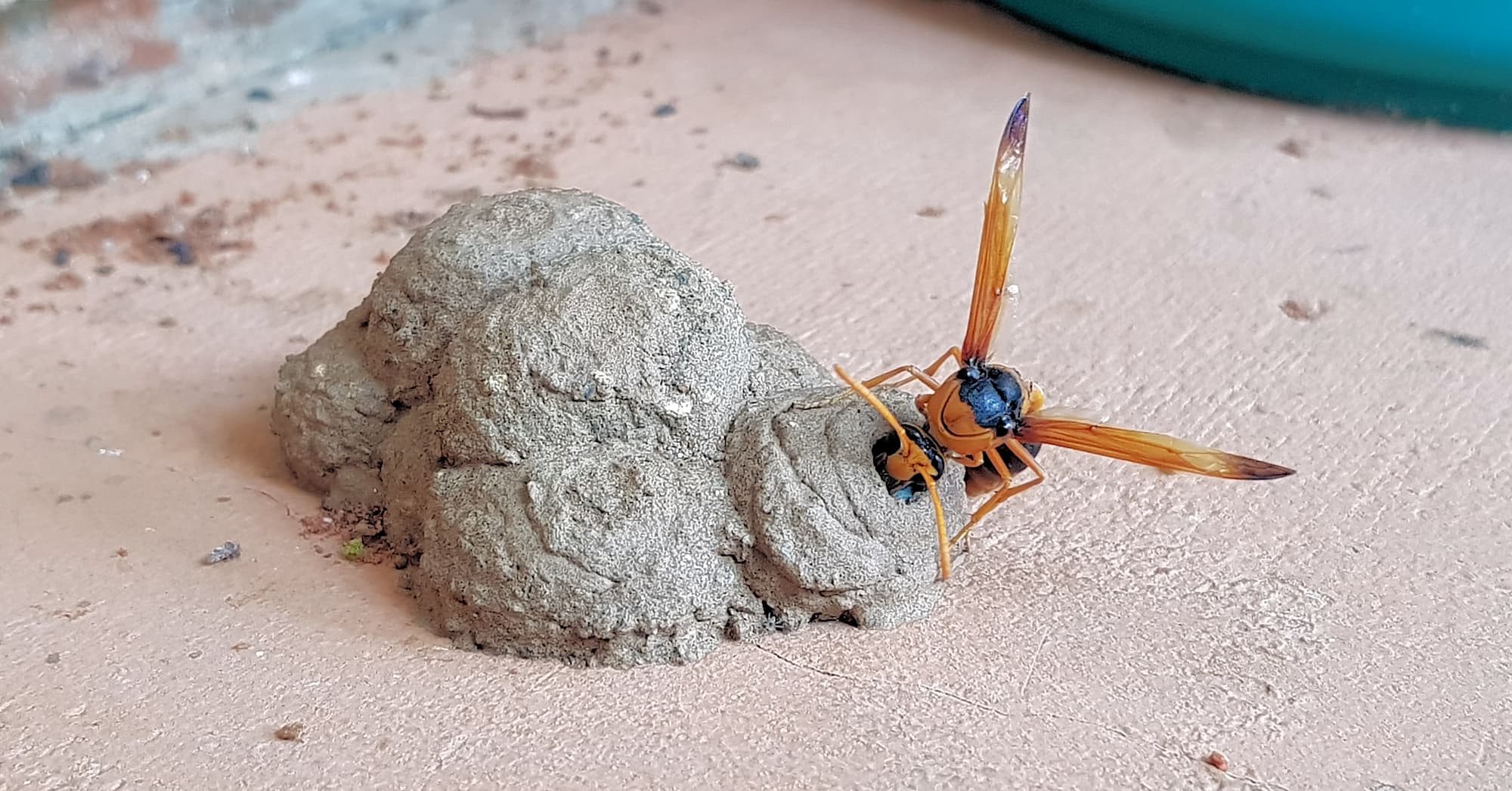 Australian Mud Nest Wasps – Ausemade