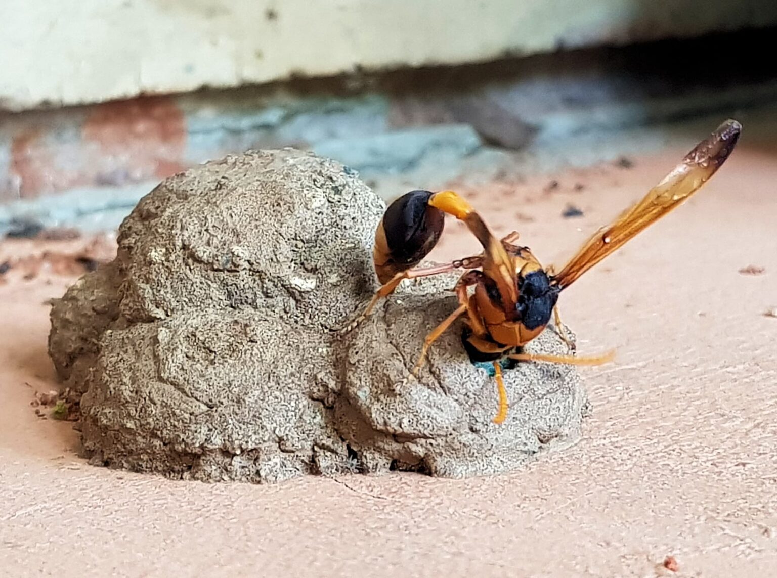 Australian Mud Nest Wasps – Ausemade
