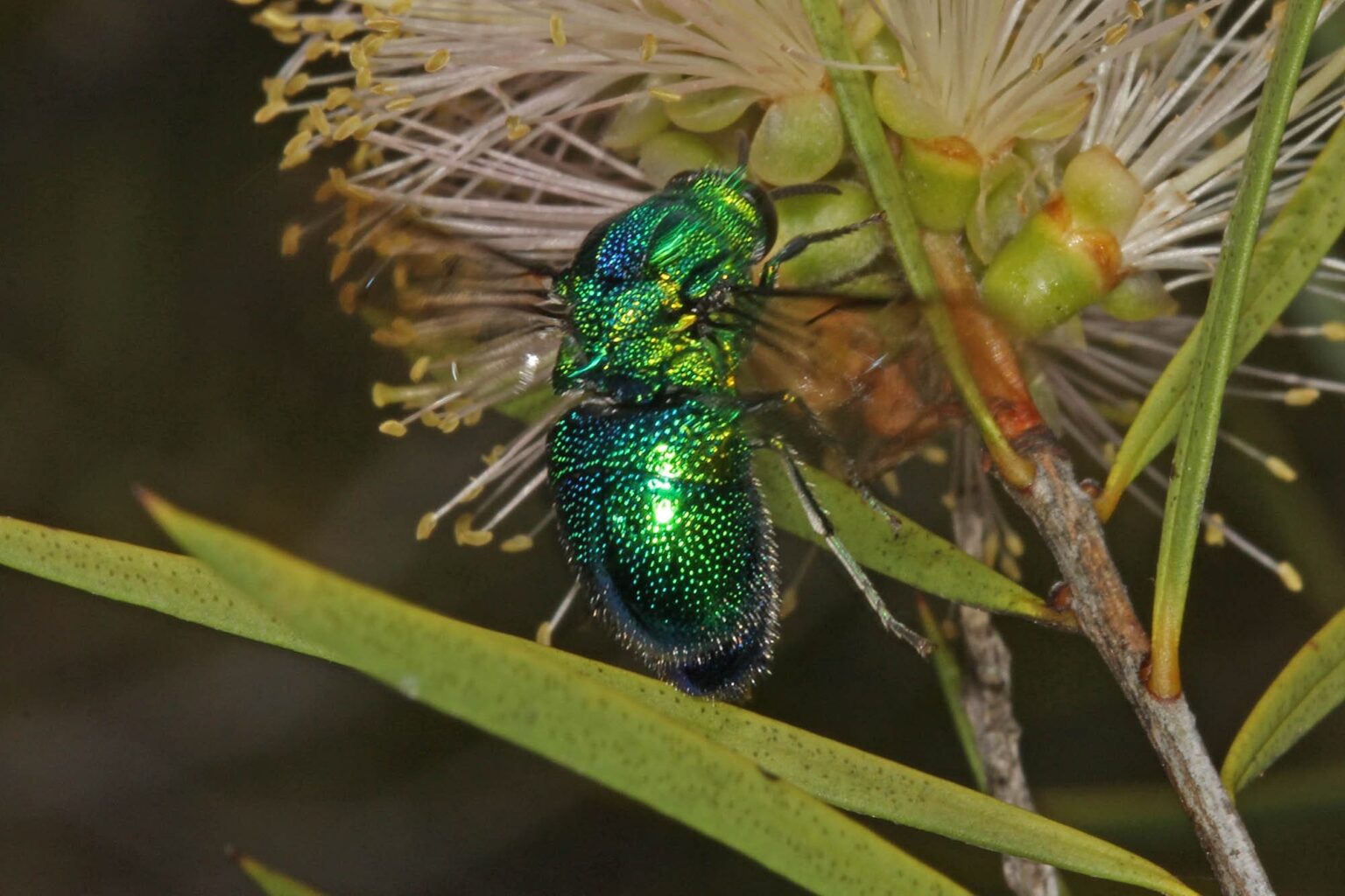 Wasps Index – Ausemade