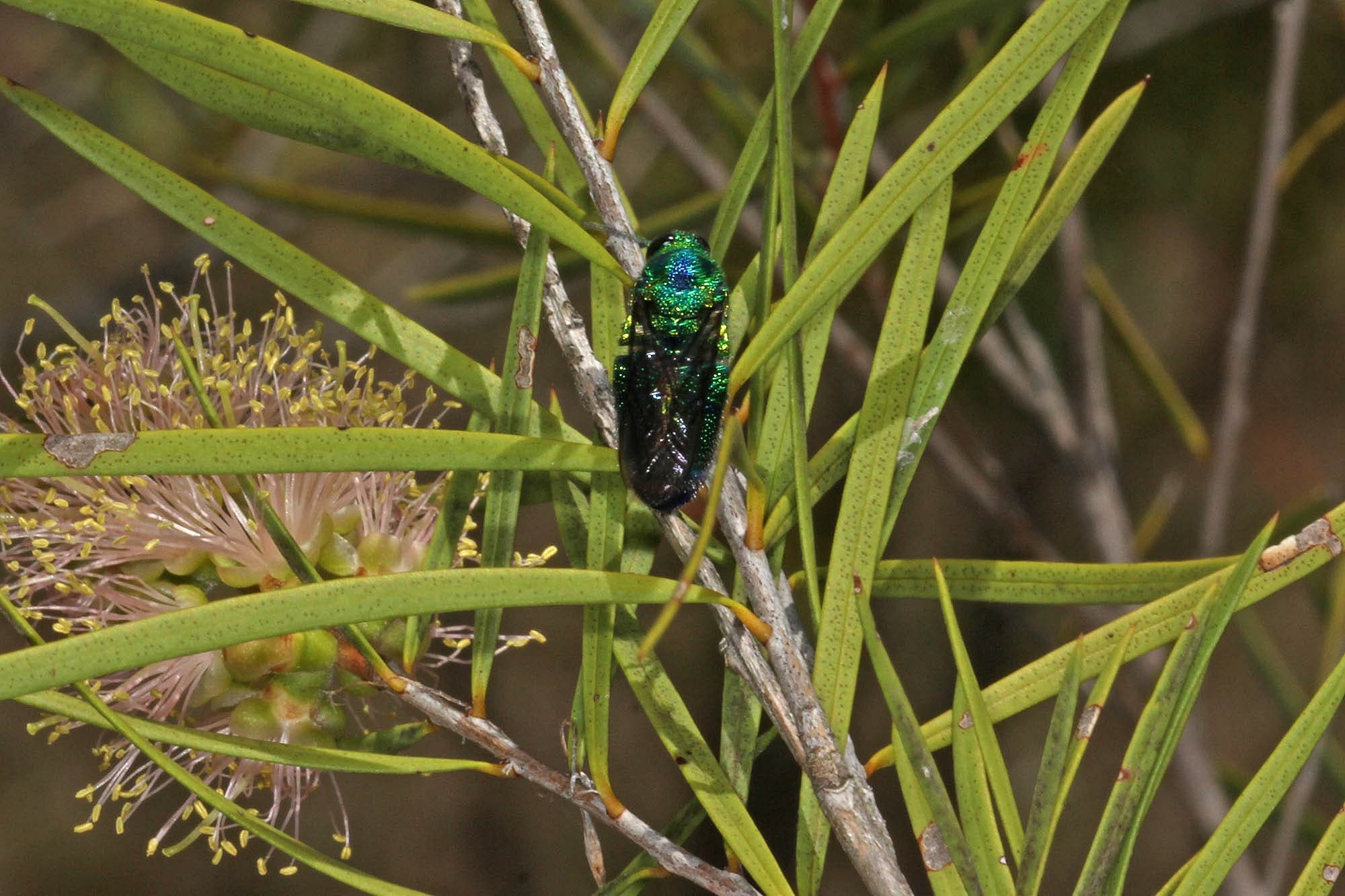 Stilbum cyanurum (Large Cuckoo Wasp) – Ausemade