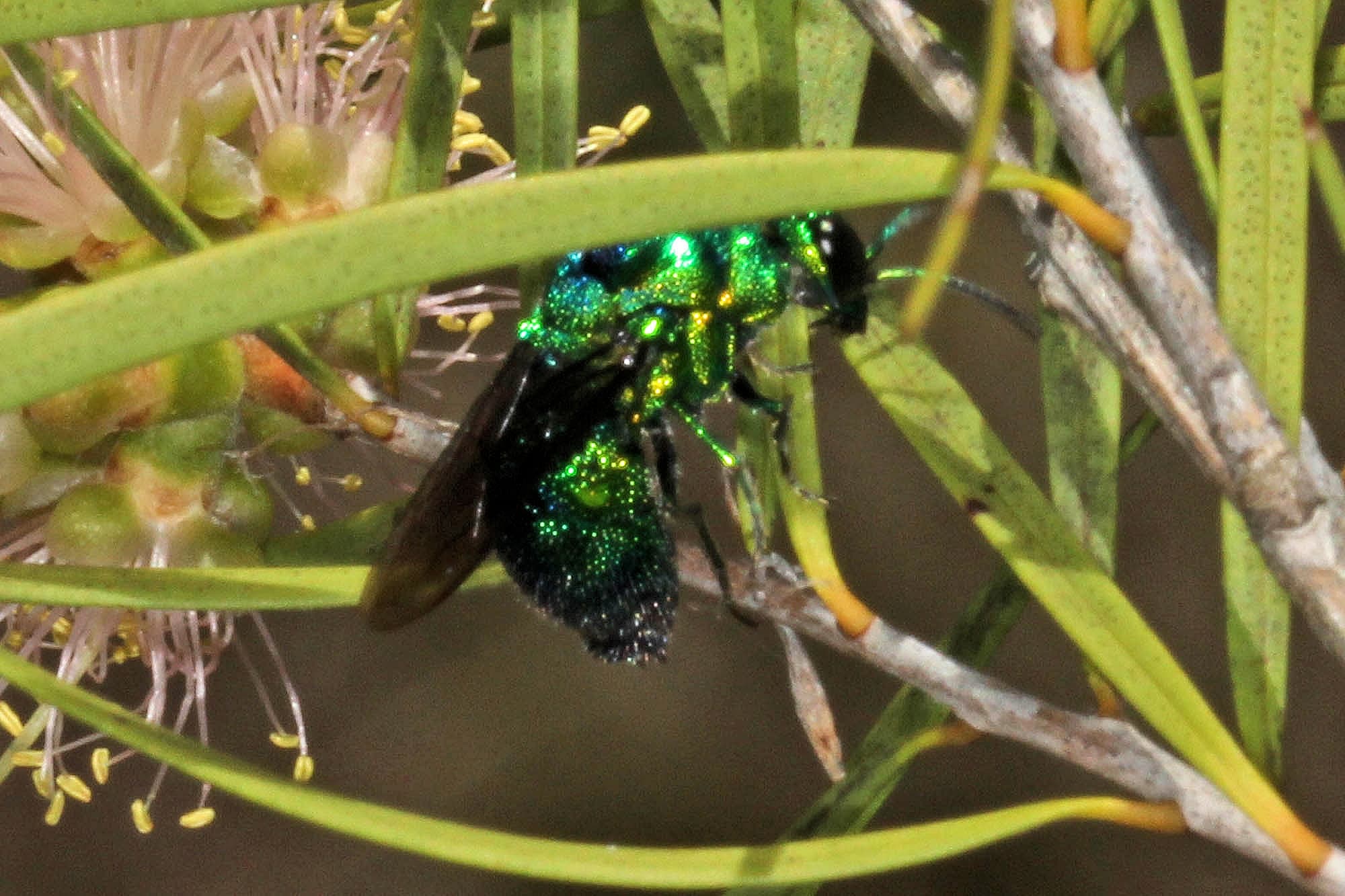 Stilbum cyanurum (Large Cuckoo Wasp) – Ausemade