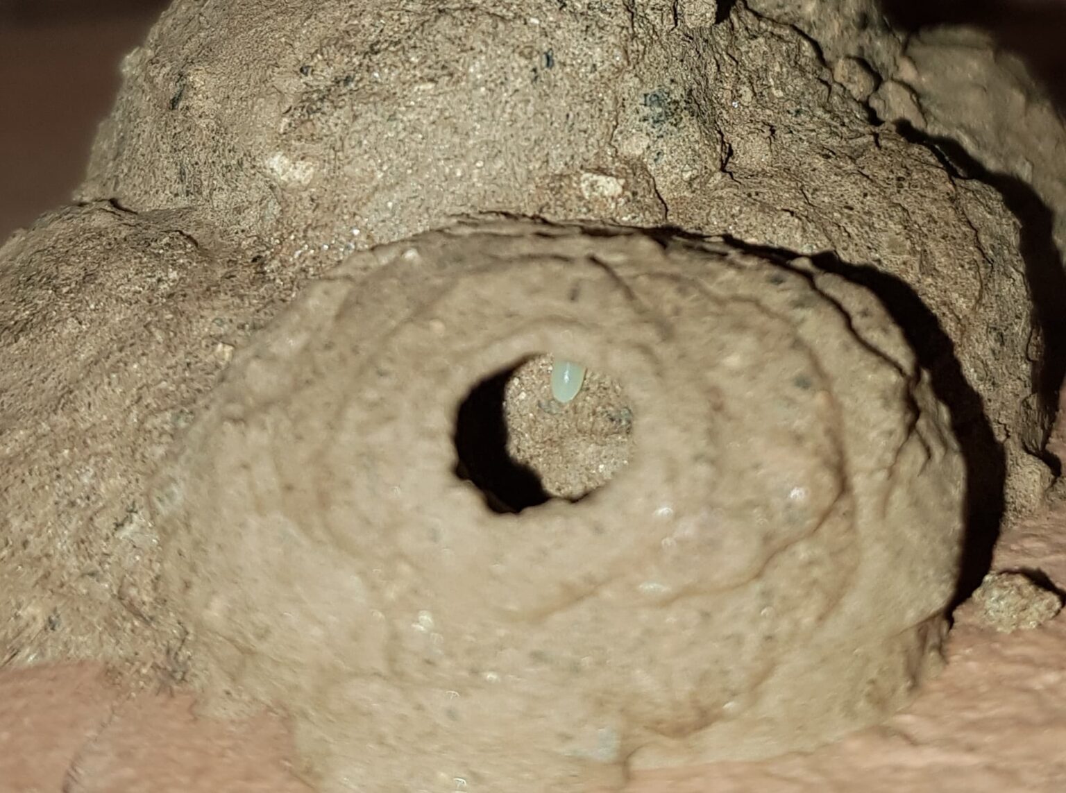 Australian Mud Nest Wasps – Ausemade