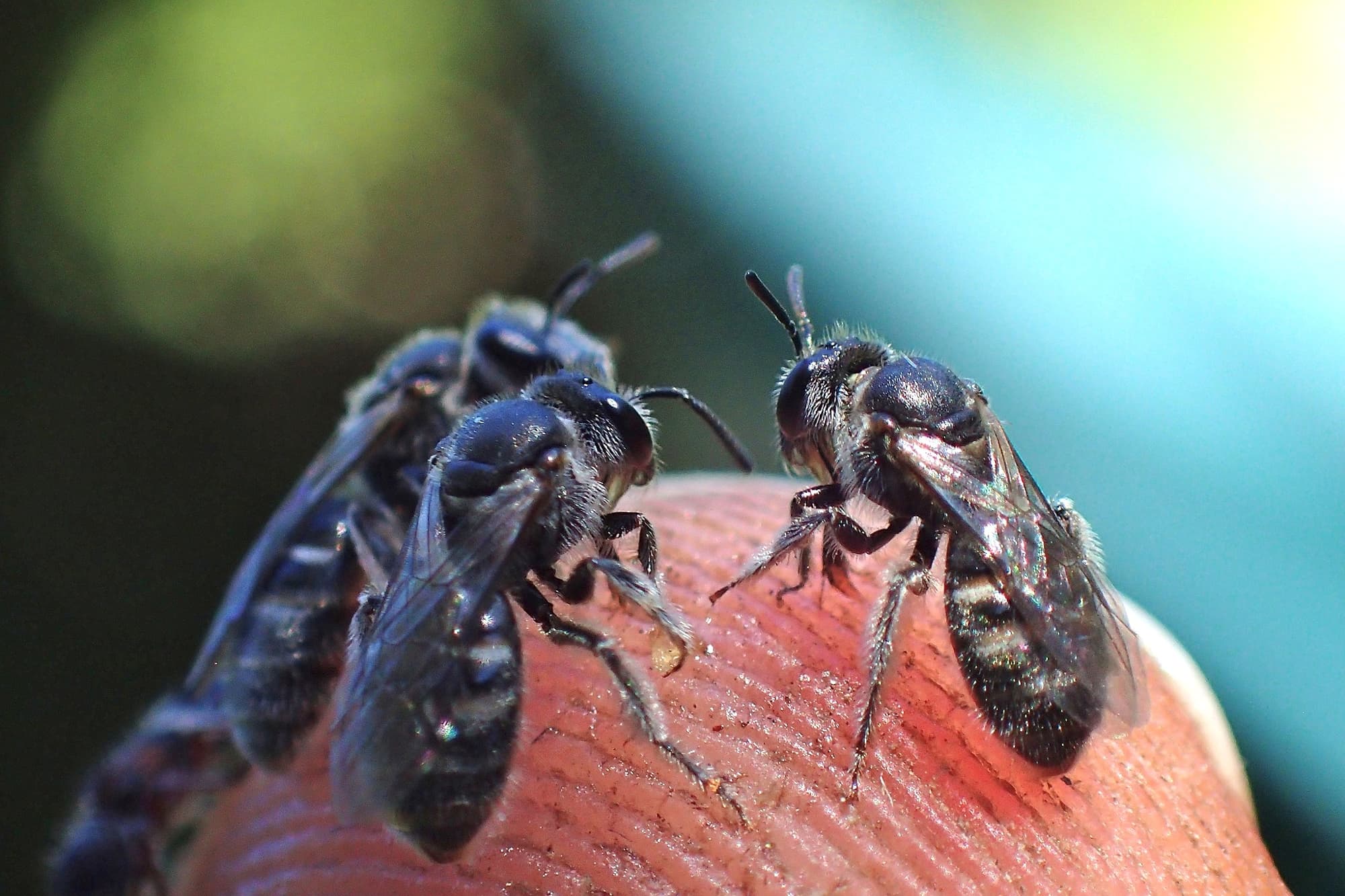 suddenly I was set upon by a mob of ravenous wild bees after my toast ...