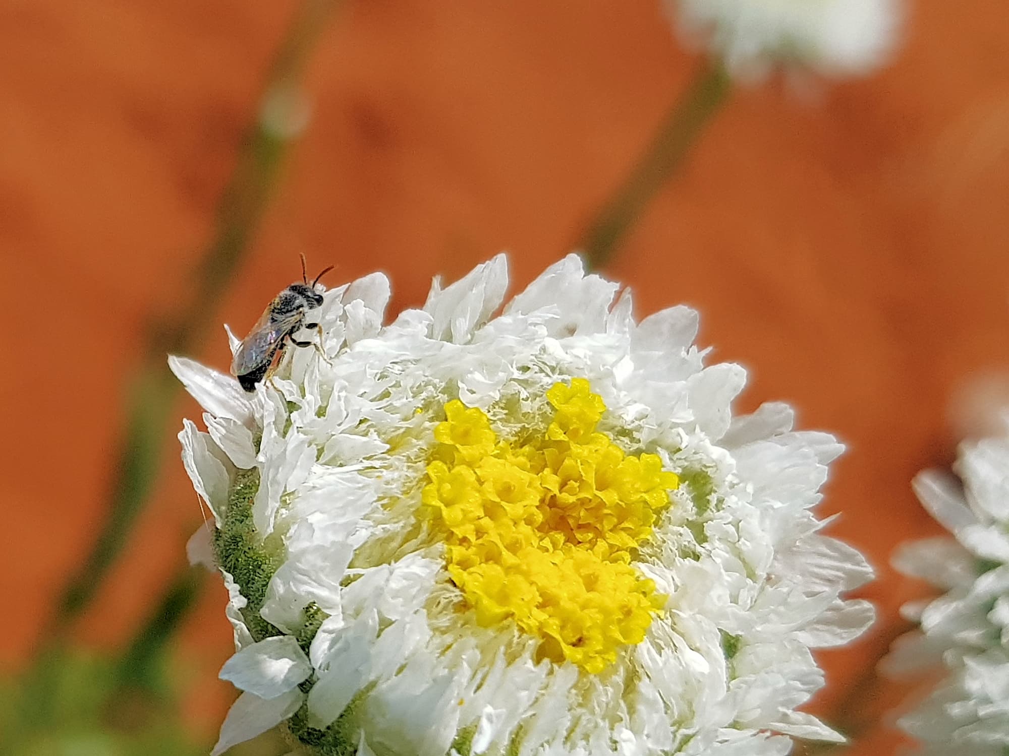Lasioglossum (Chilalictus) – Ausemade