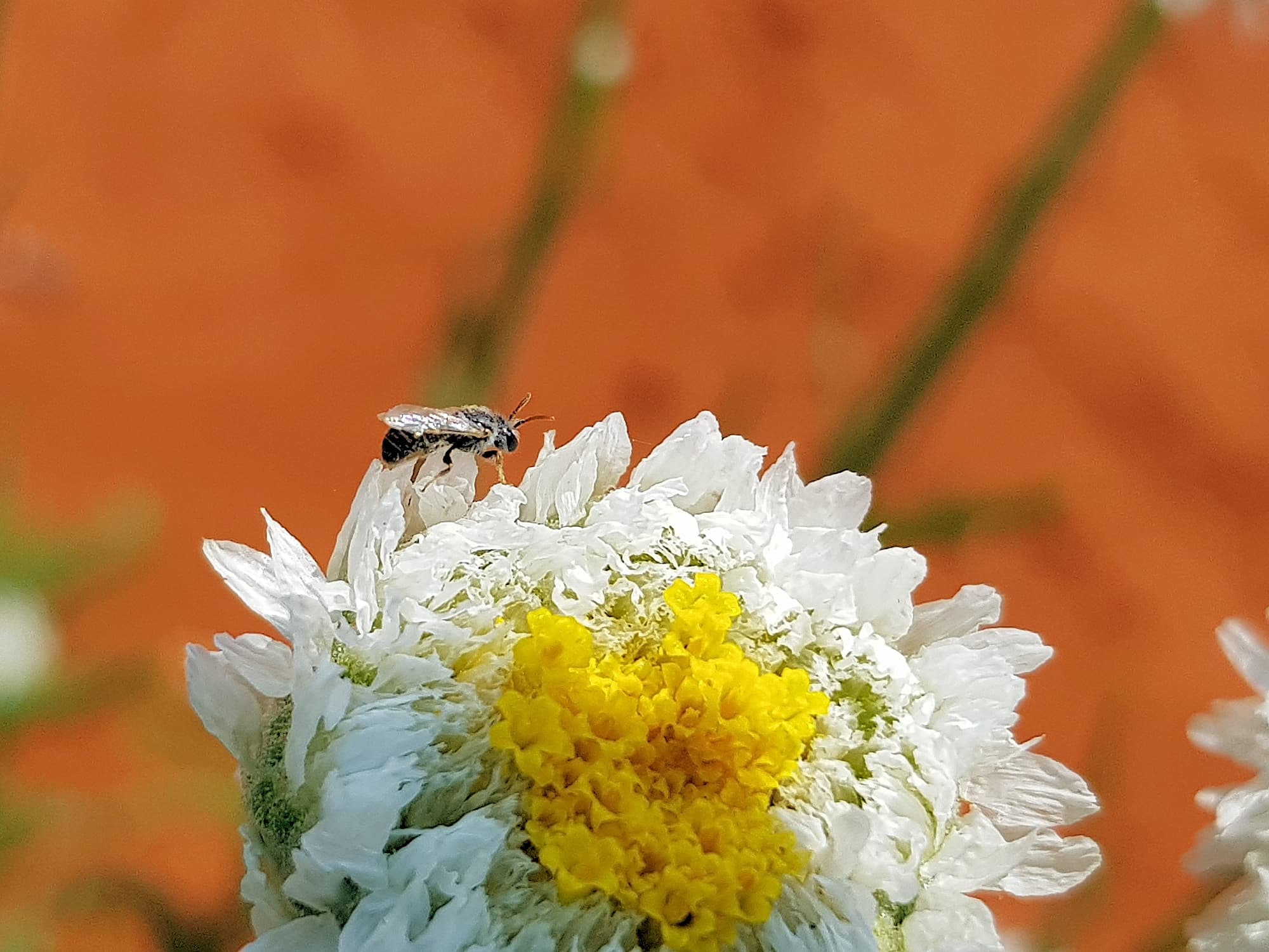 Lasioglossum (Chilalictus) – Ausemade