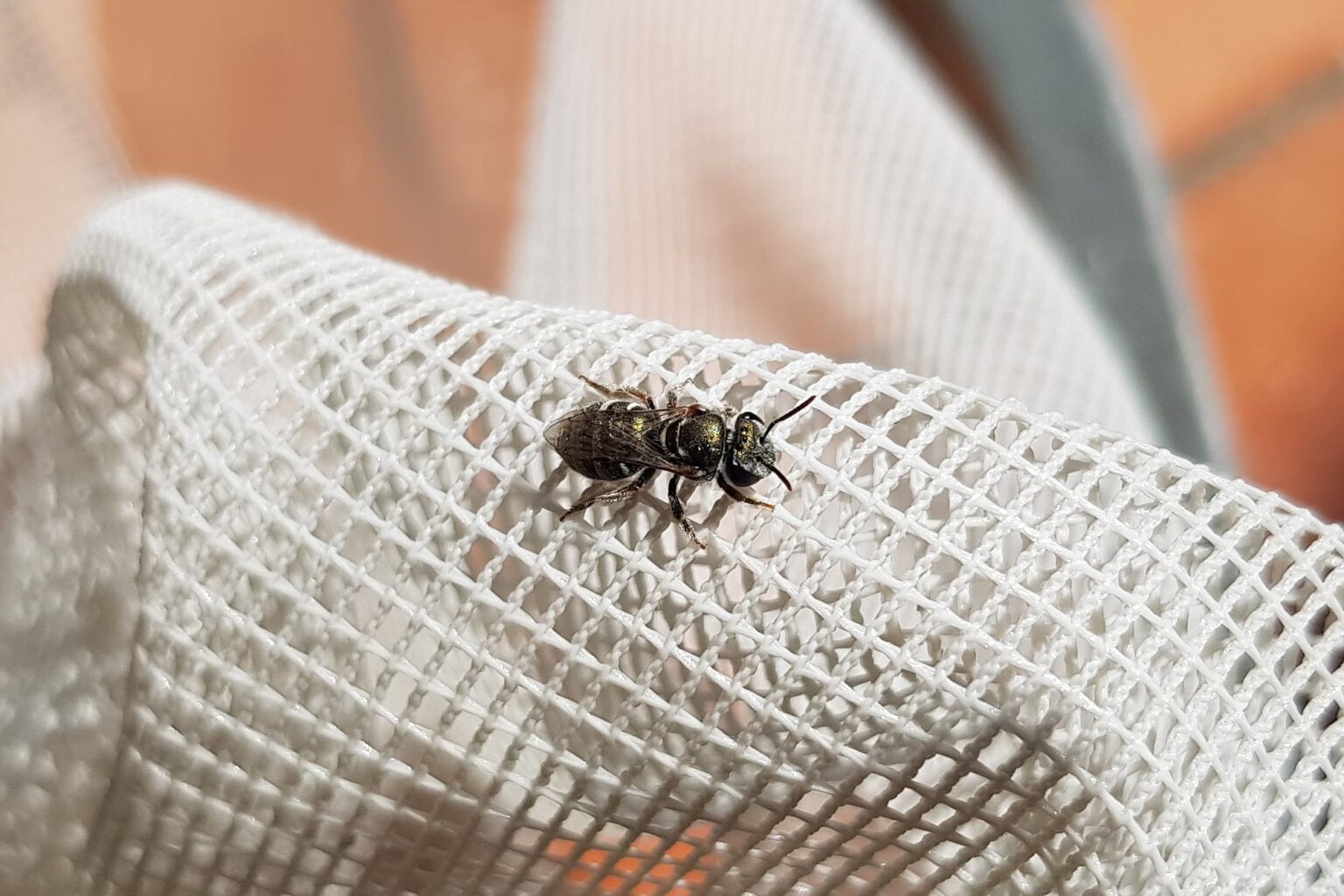 Furrow Bee – Ausemade