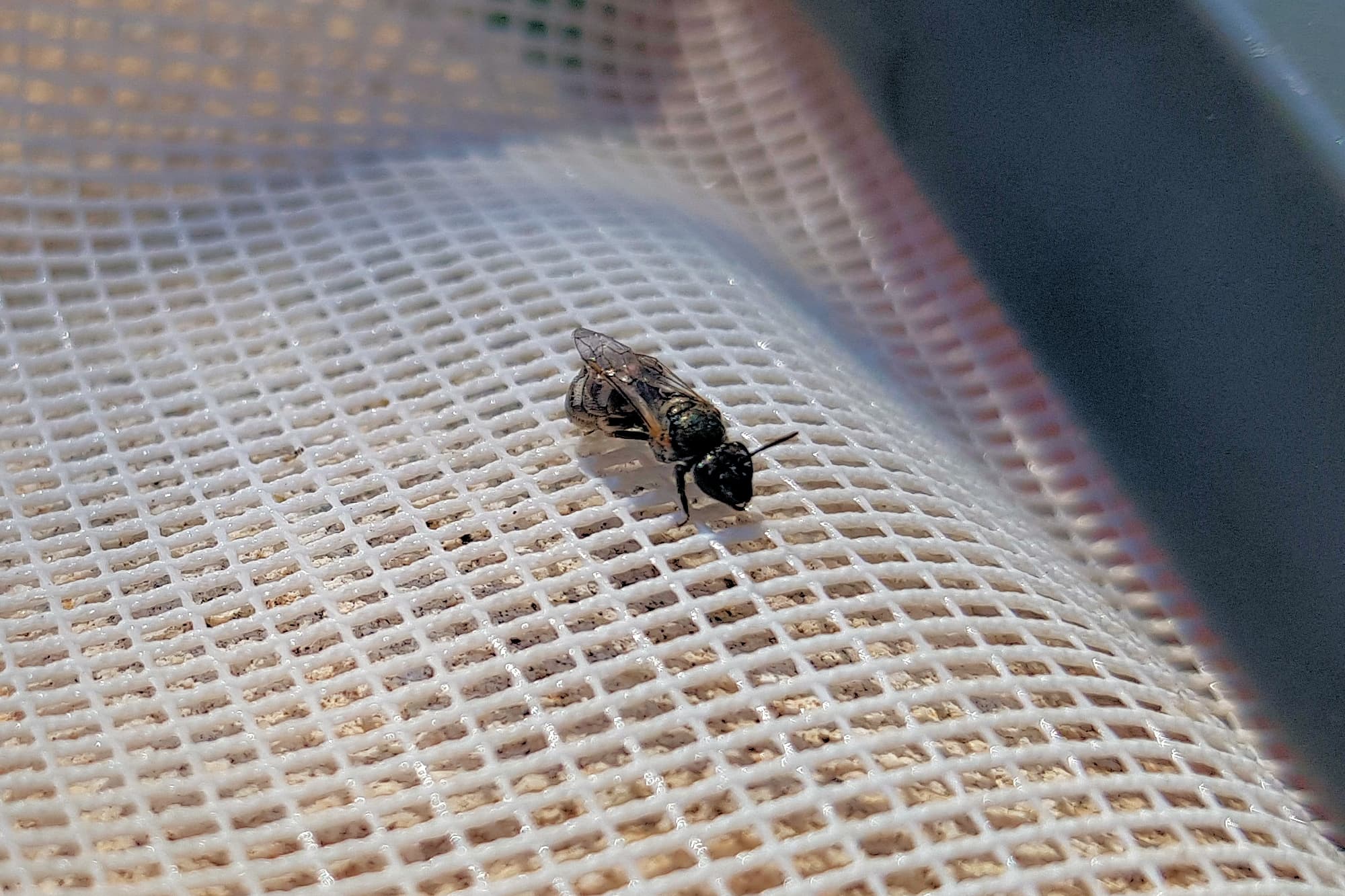 Furrow Bee – Ausemade