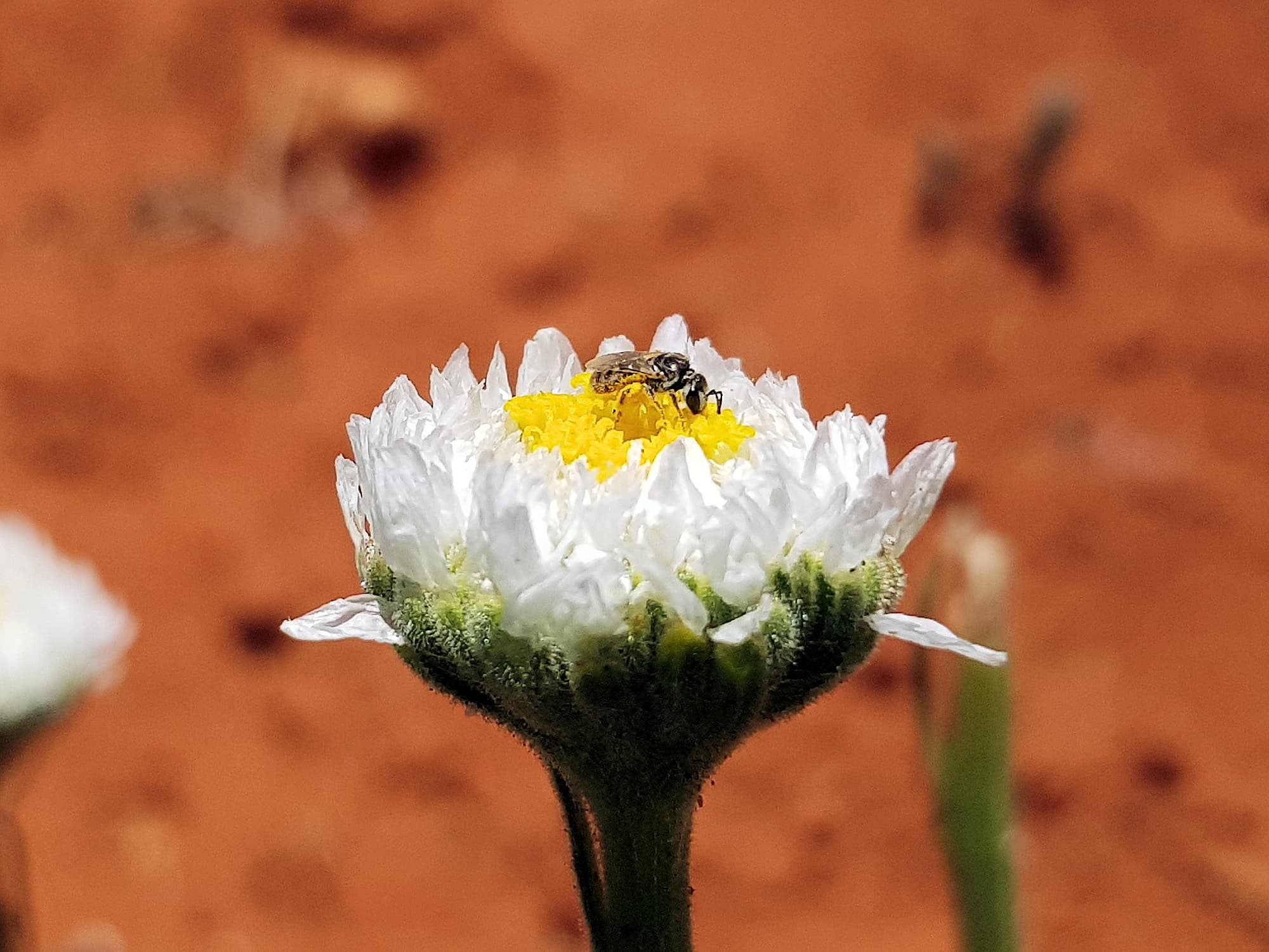 bees do it… – Ausemade