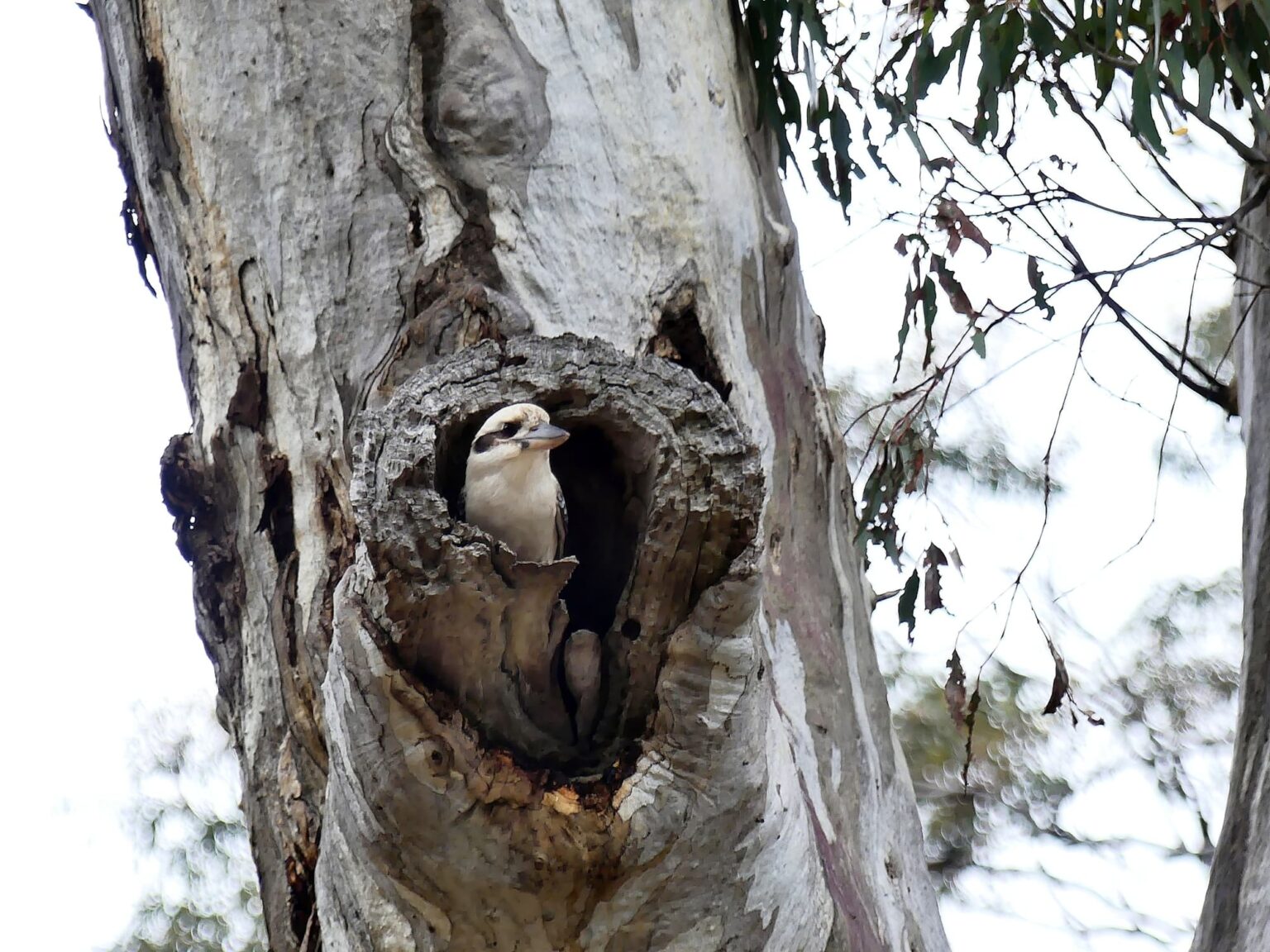 South Australia Fauna – Ausemade