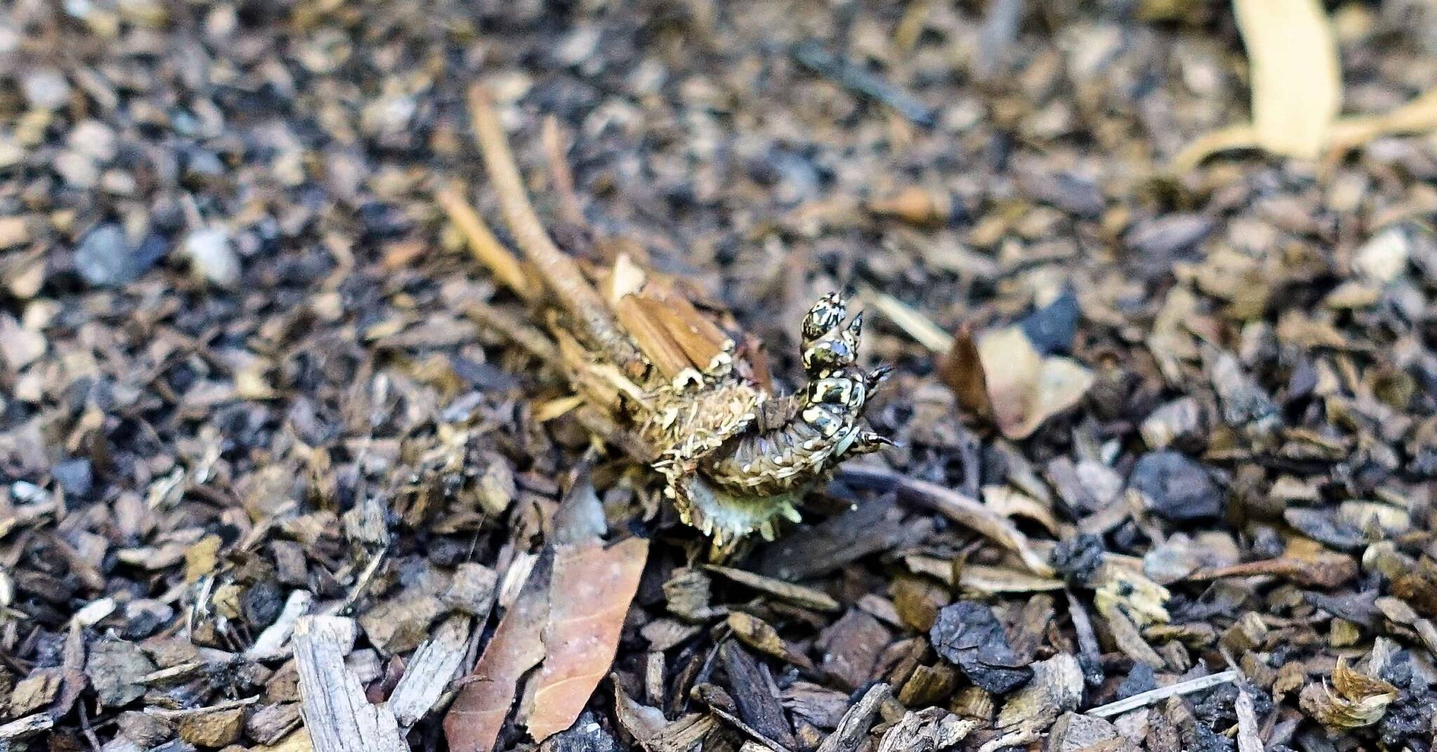 Leaf Case Moth – Ausemade