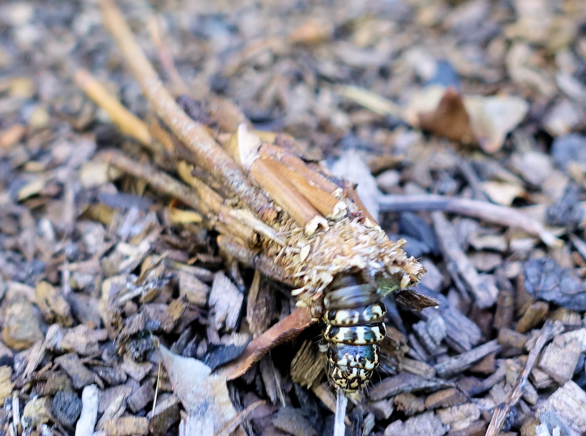 Leaf Case Moth – Ausemade