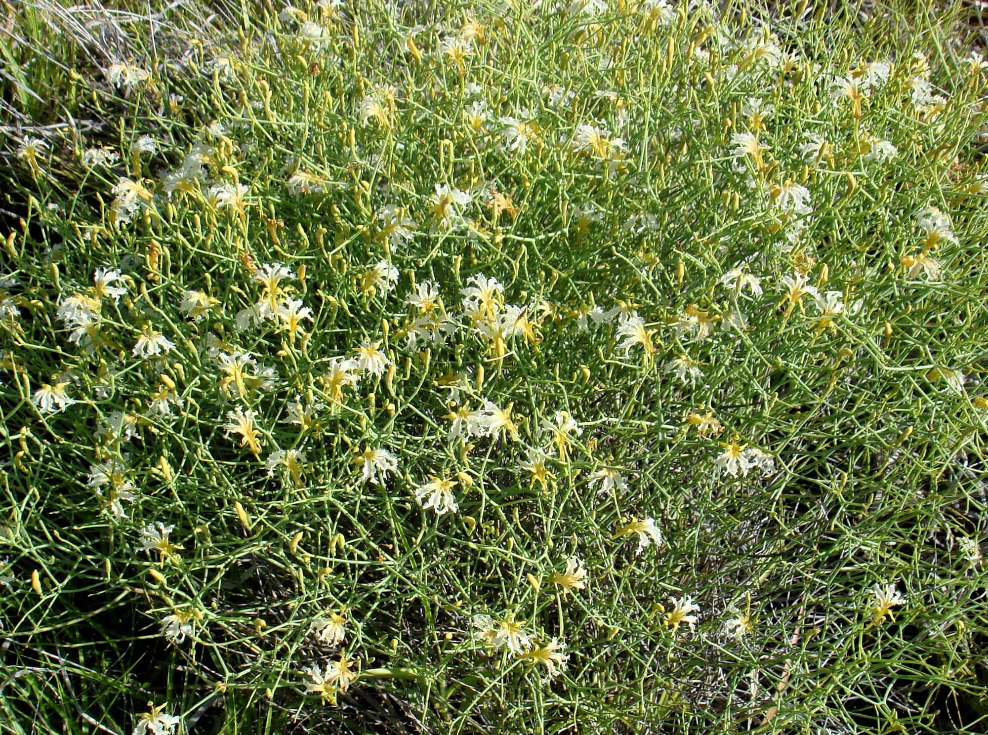 Tangled Leschenaultia – Ausemade