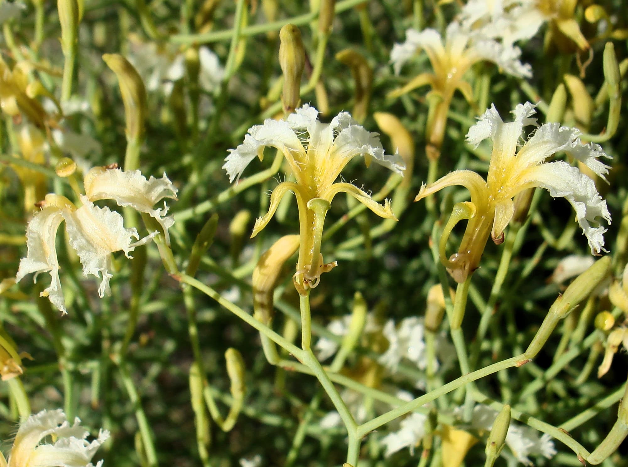 Tangled Leschenaultia – Ausemade