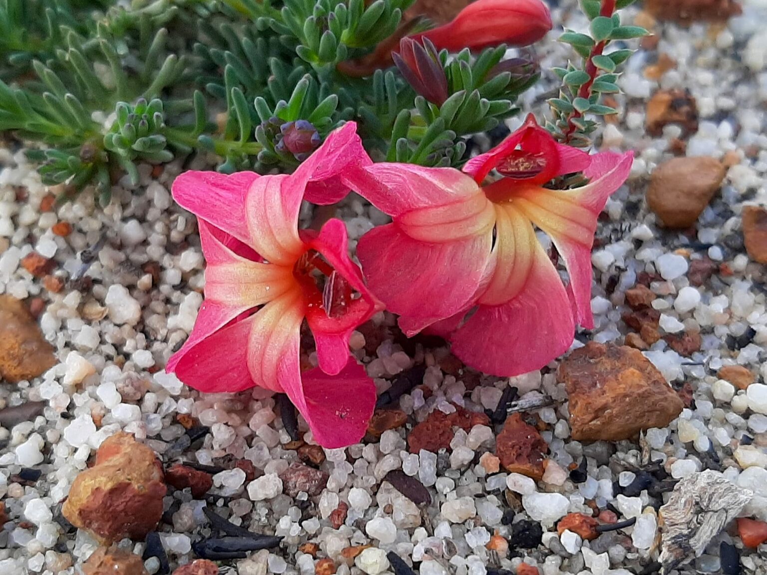 Western Australia Flora – Ausemade