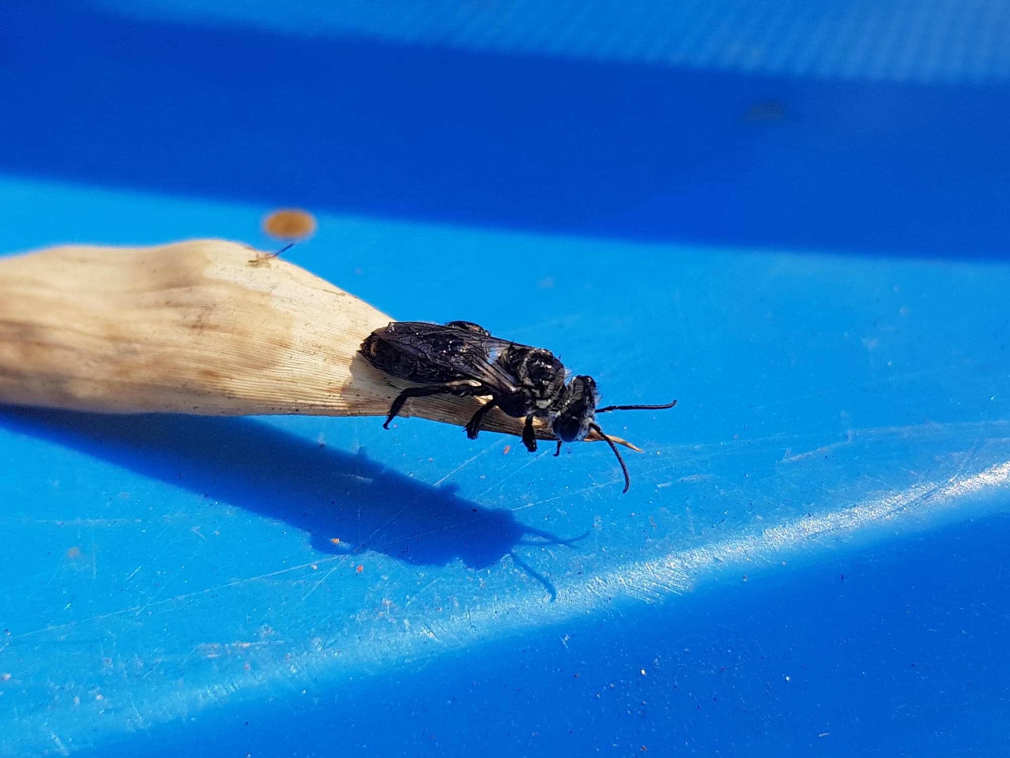 Leioproctus sp – Ausemade