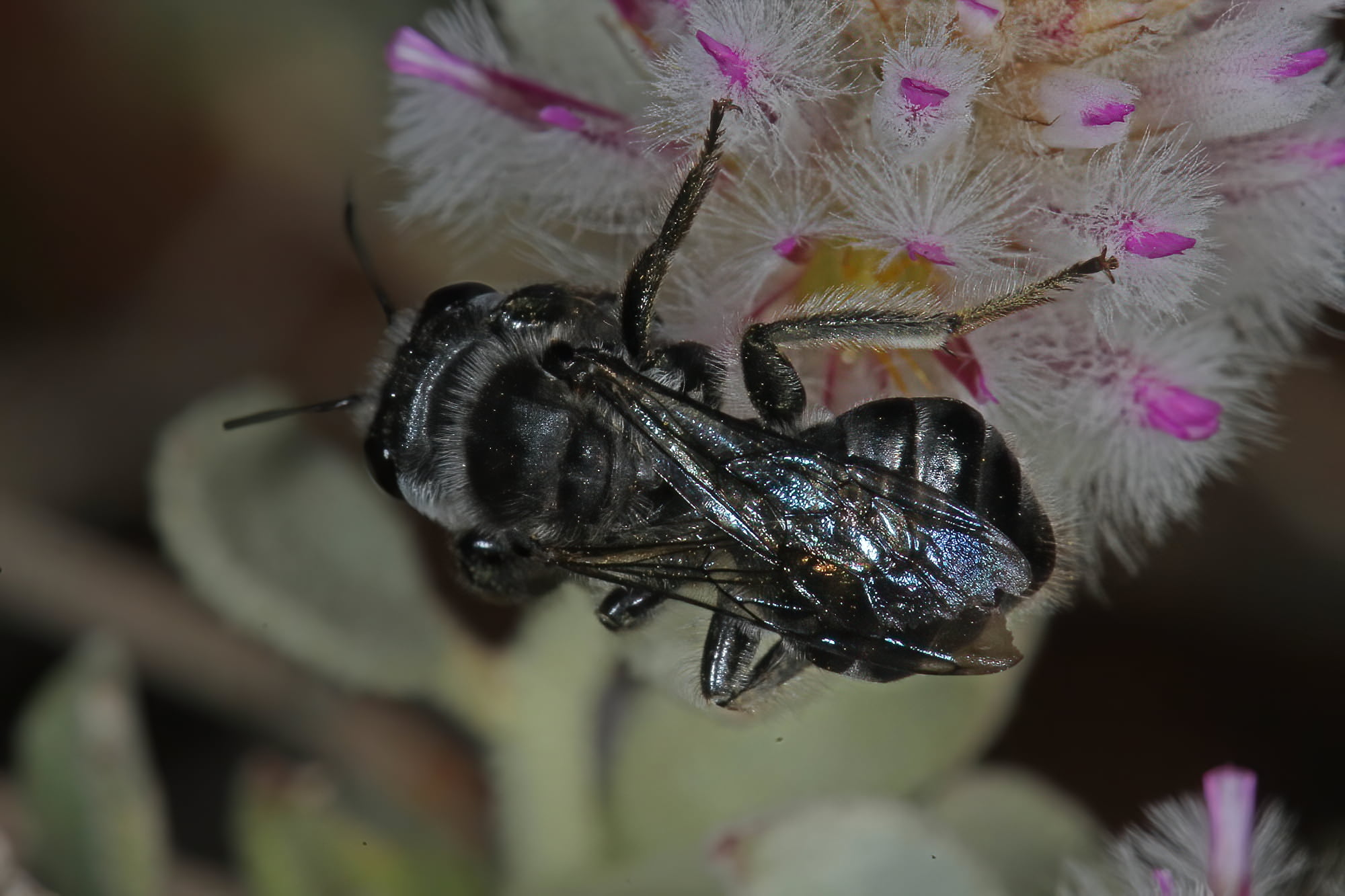Leioproctus excubitor – Ausemade