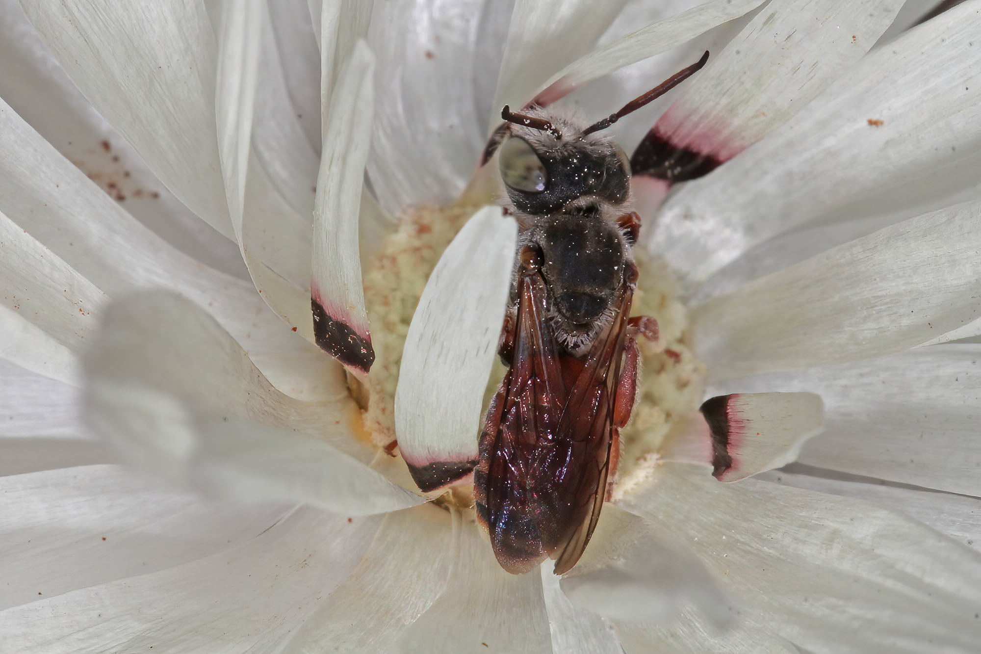 Colletidae – Ausemade