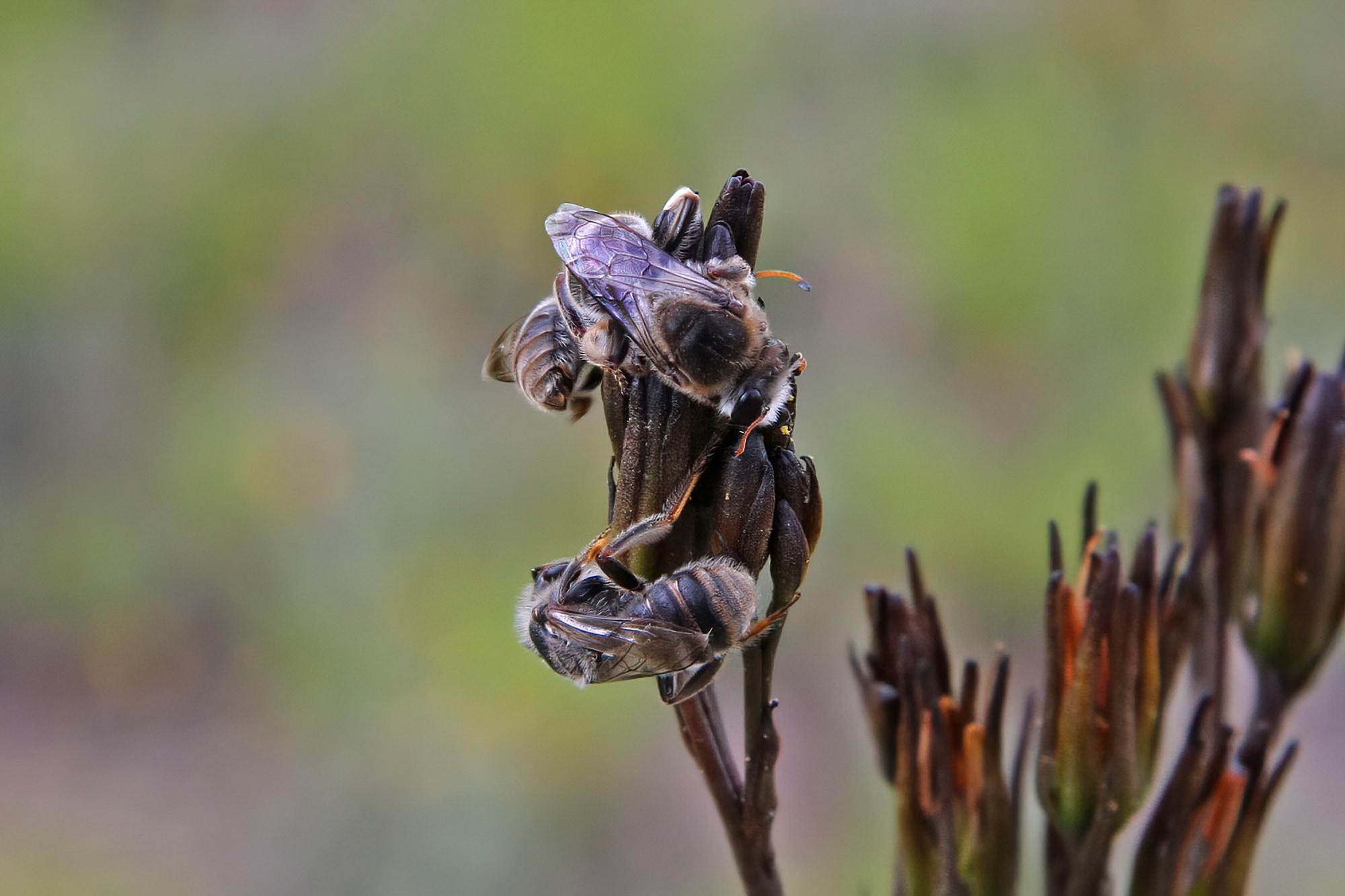 Leioproctus xanthosus – Ausemade