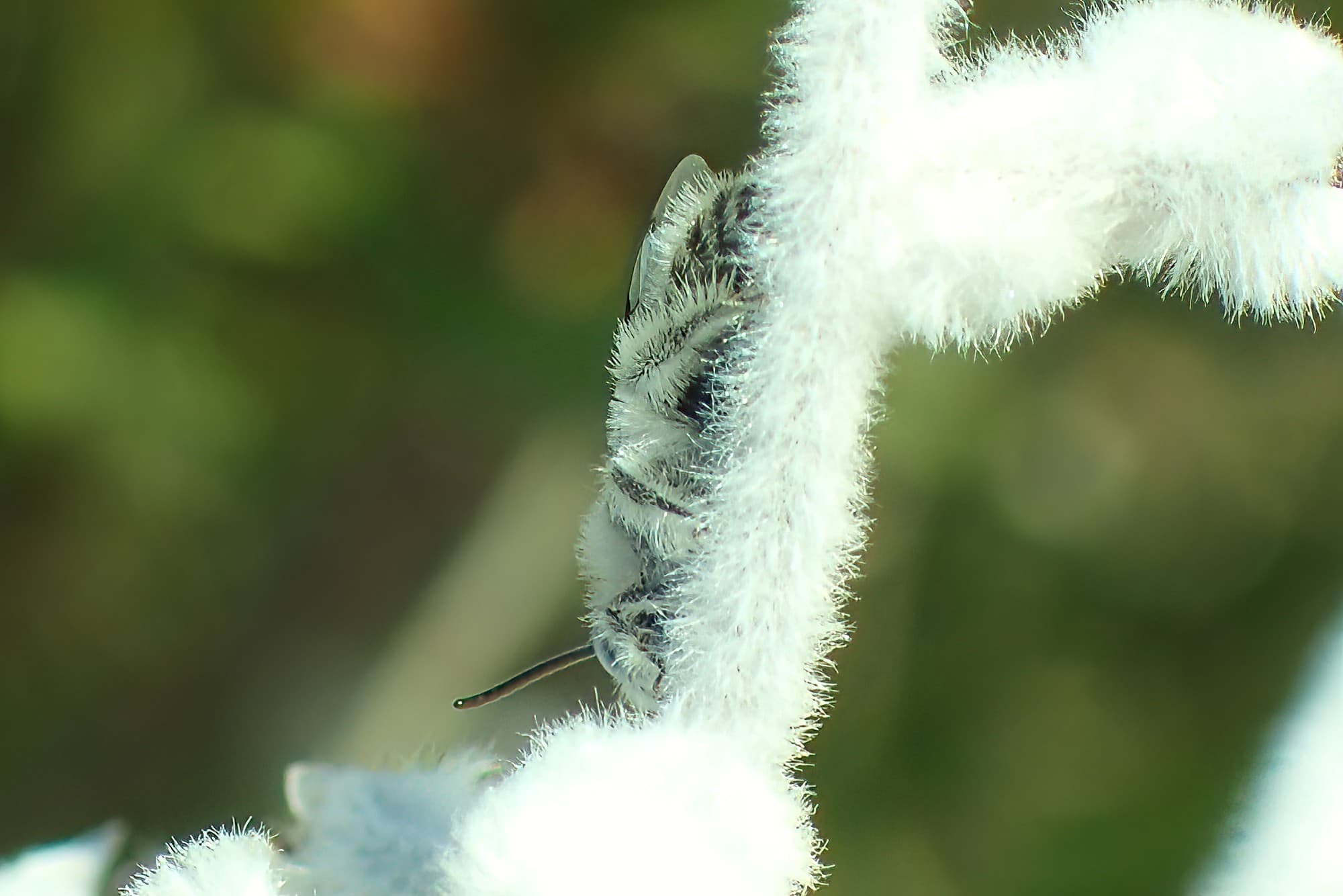 Leioproctus pappus – Ausemade