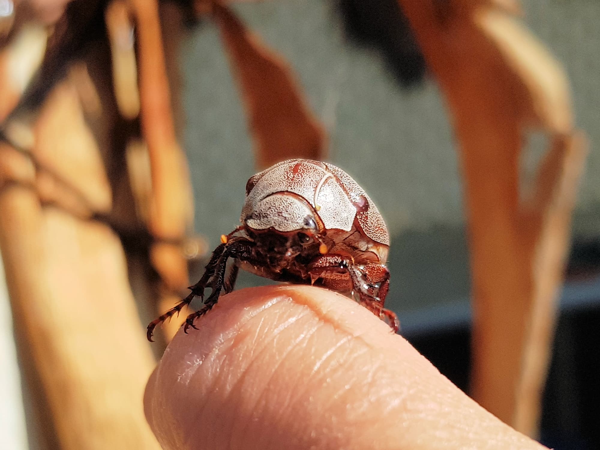 Lepidiota – Ausemade