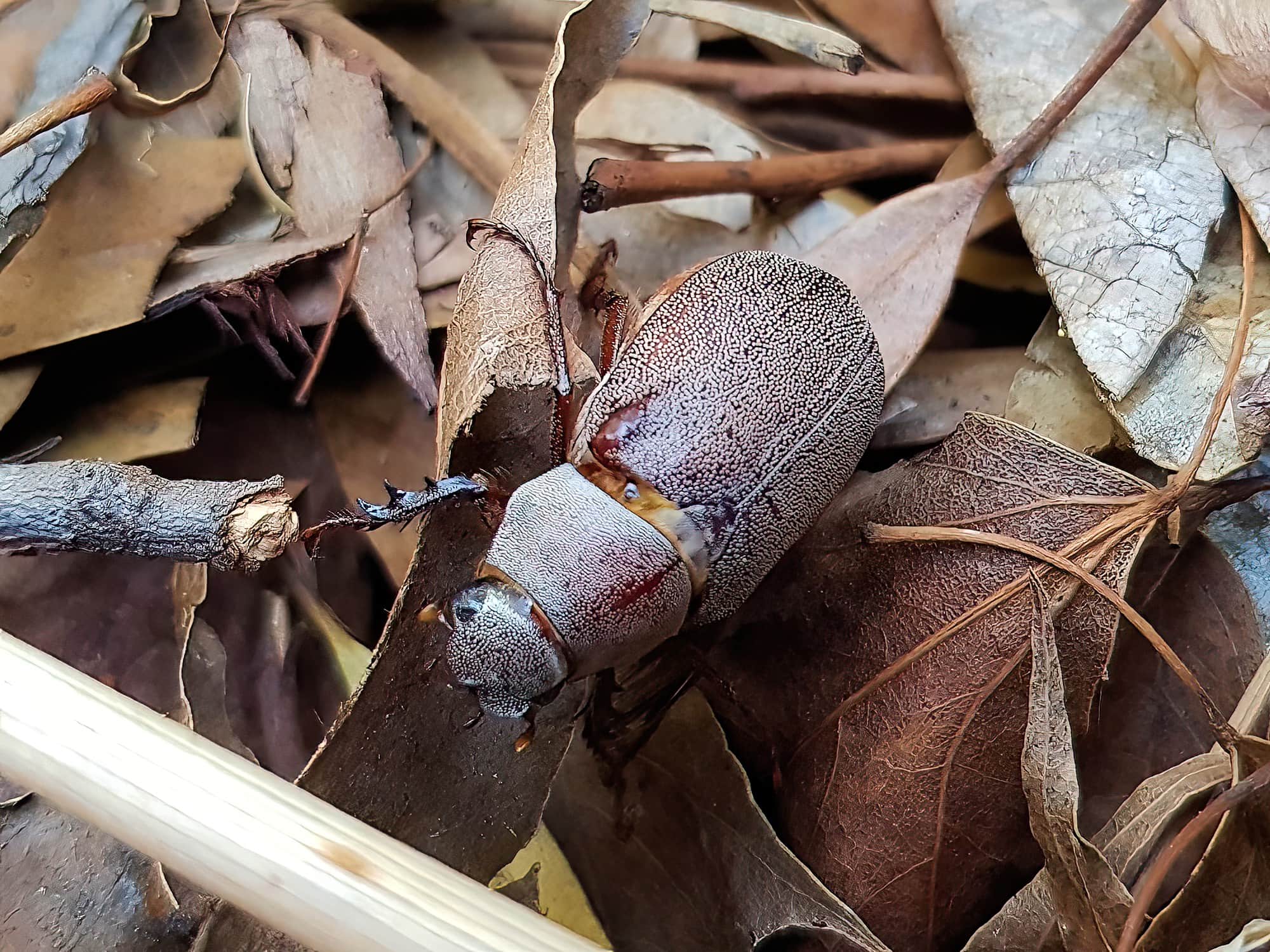 Lepidiota – Ausemade