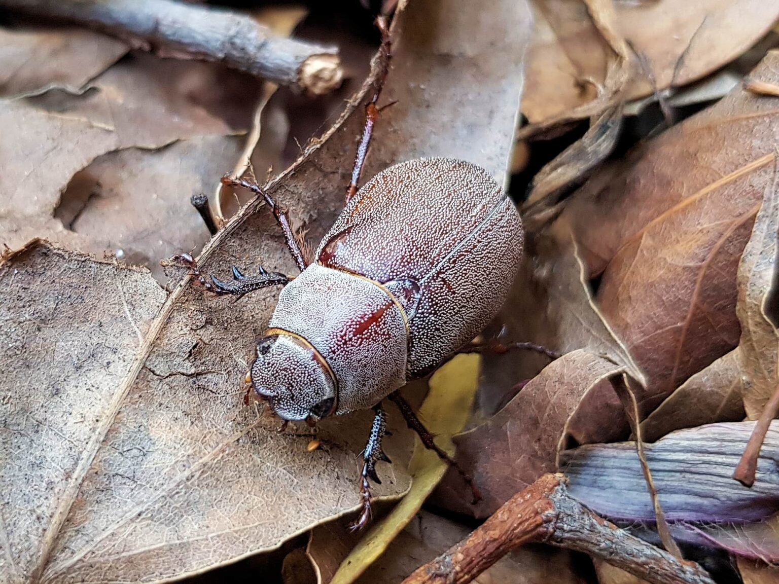 Scarabaeidae – Ausemade