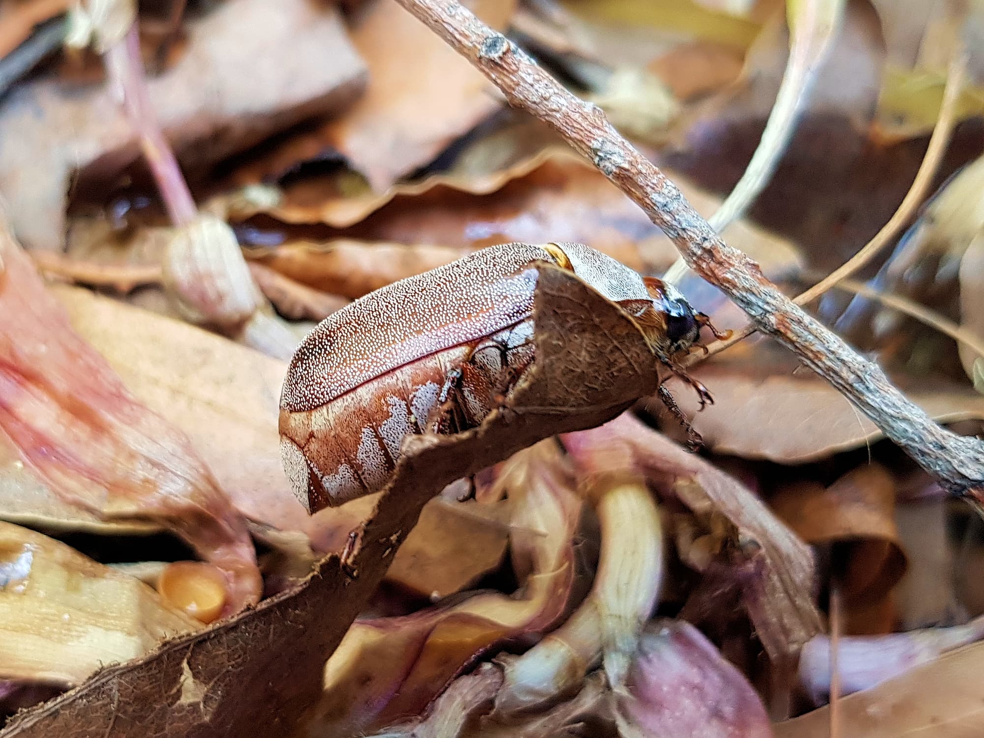 Lepidiota – Ausemade