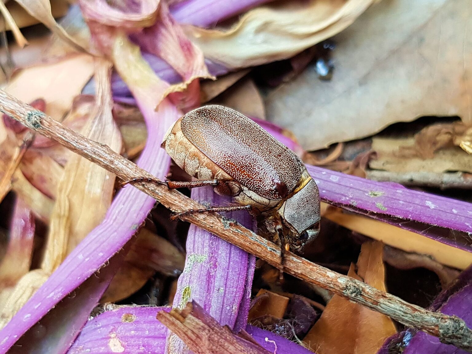 Alice Springs Beetles – Ausemade