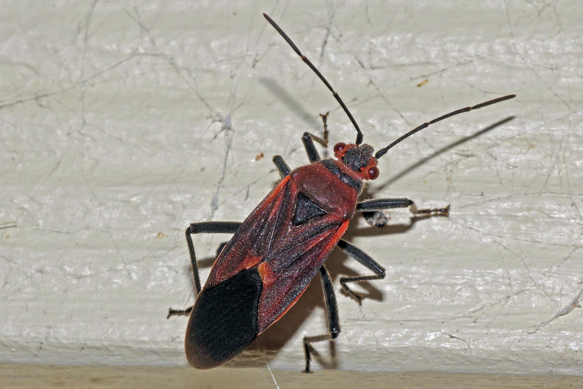 Leptocoris mitellatus – Ausemade