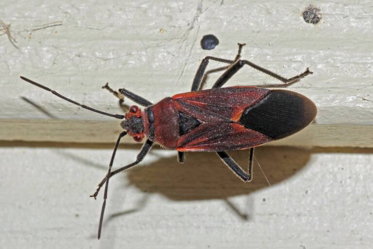 Leptocoris mitellatus – Ausemade