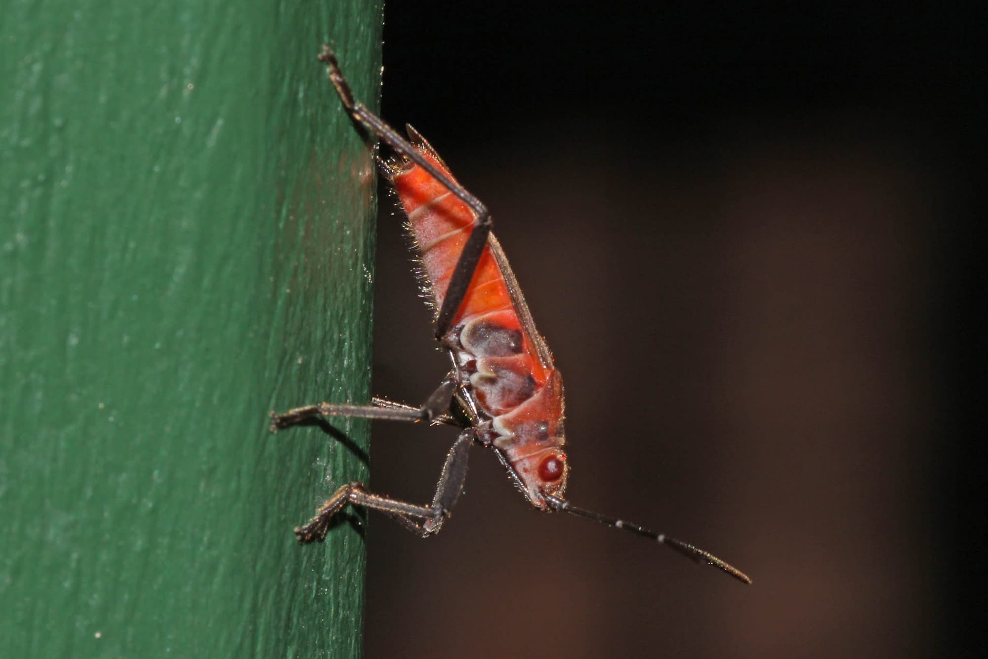 Leptocoris mitellatus – Ausemade