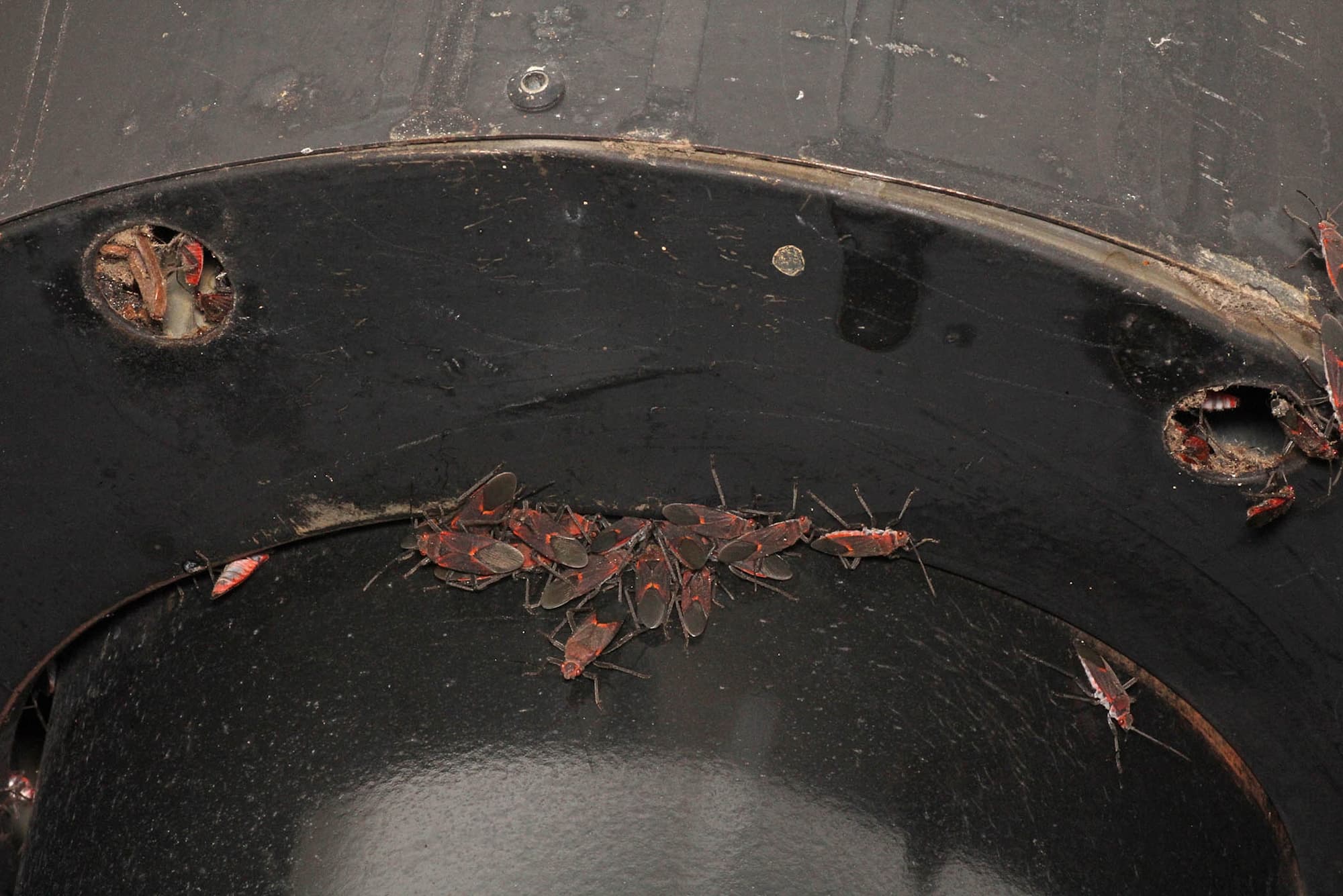 Leptocoris mitellatus – Ausemade