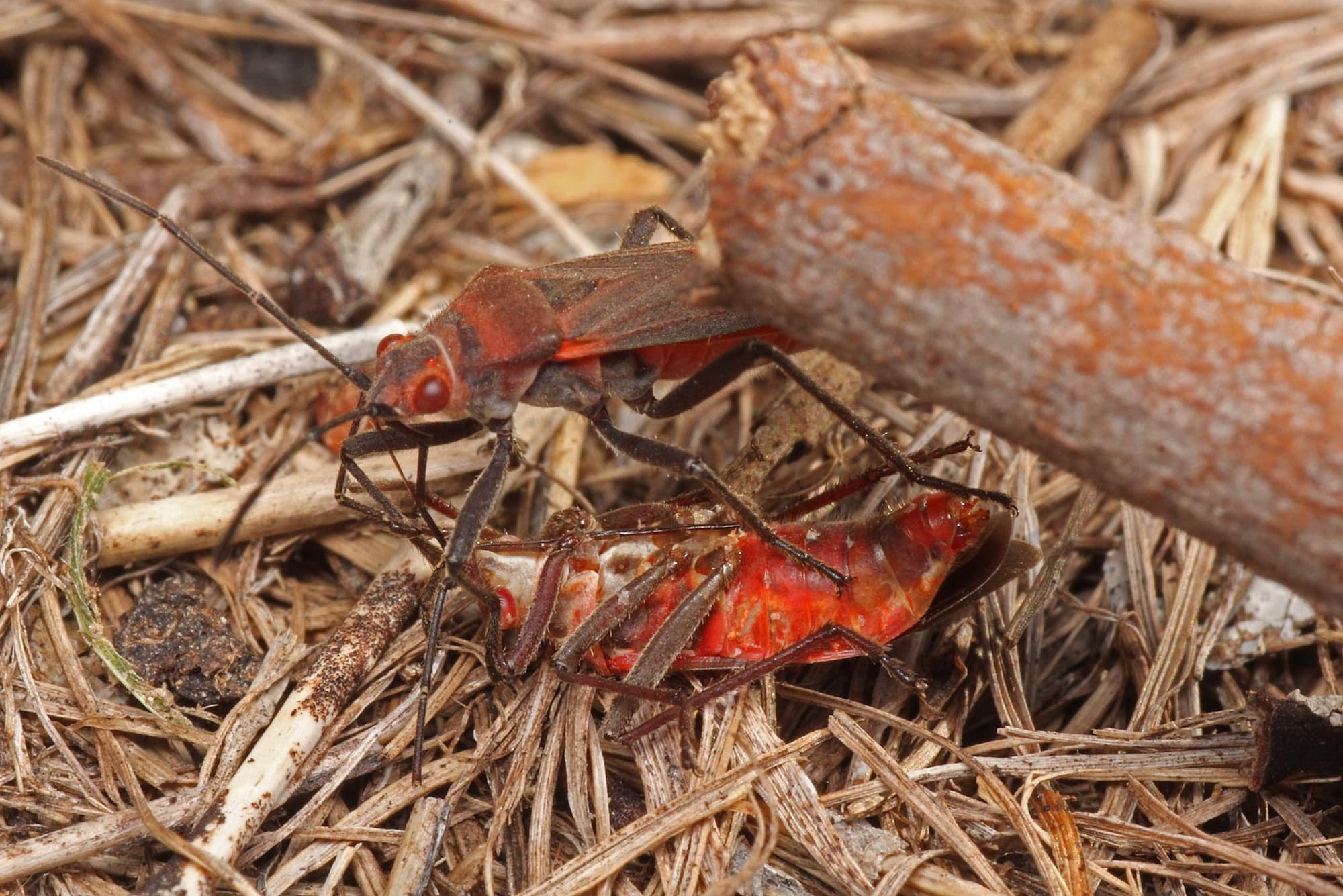 Leptocoris mitellatus – Ausemade