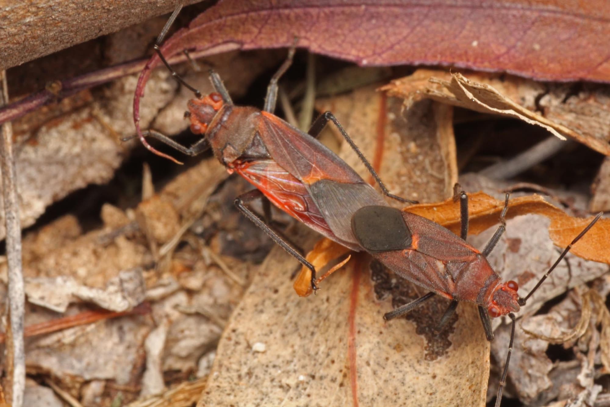 Leptocoris mitellatus – Ausemade