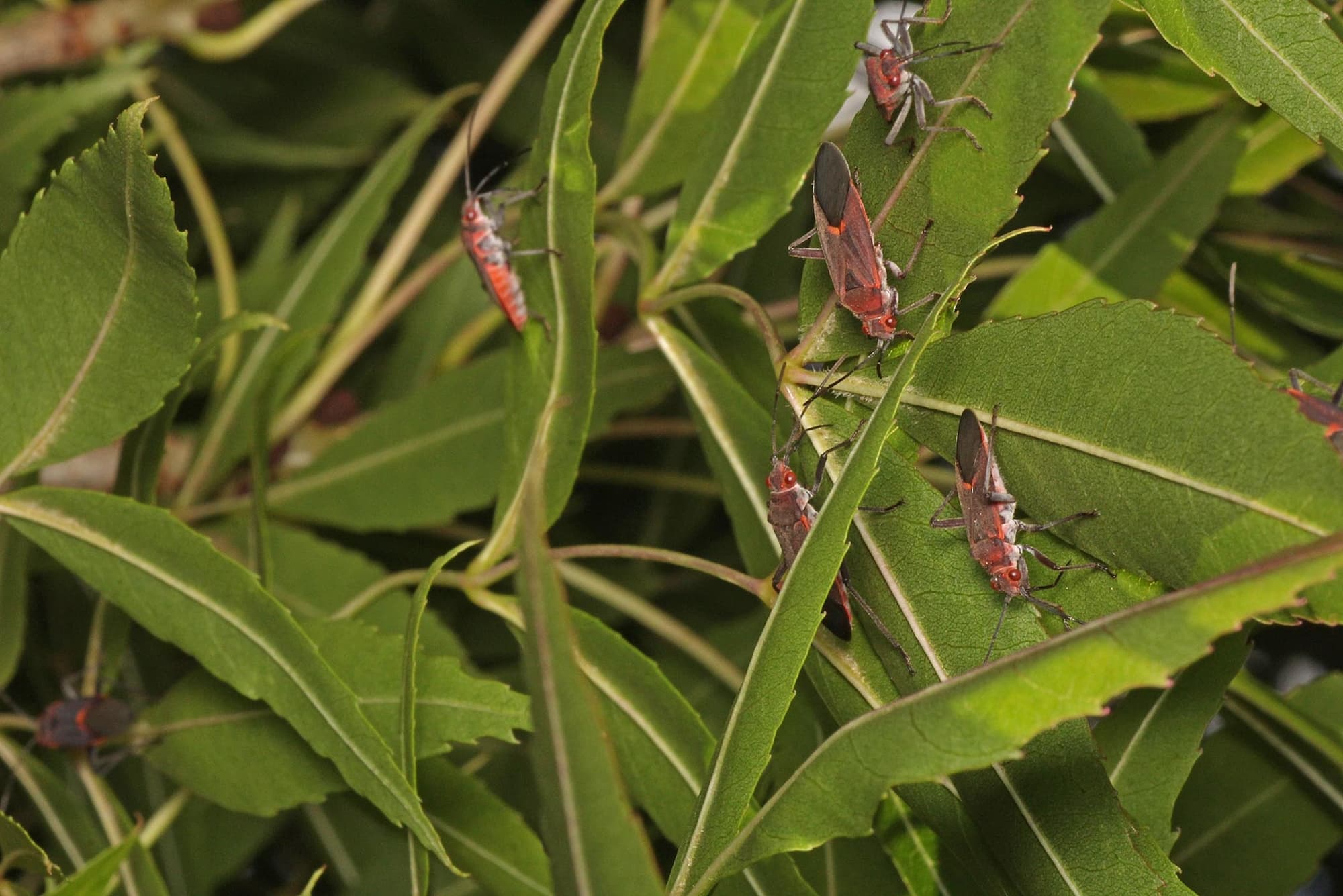 Leptocoris mitellatus – Ausemade