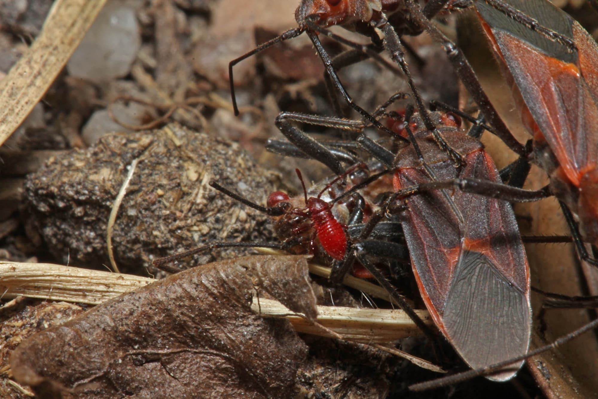 Leptocoris mitellatus – Ausemade