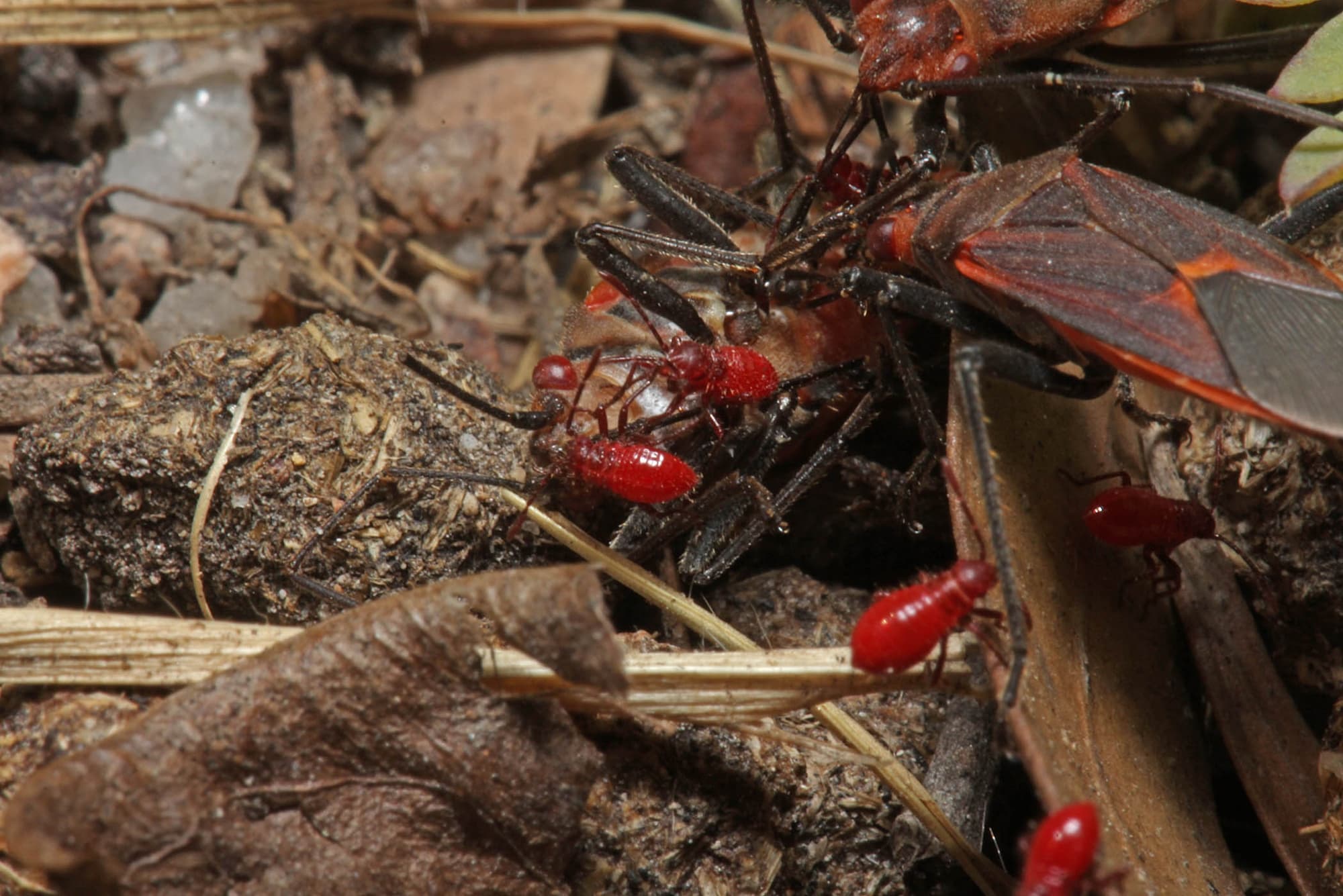 Leptocoris mitellatus – Ausemade