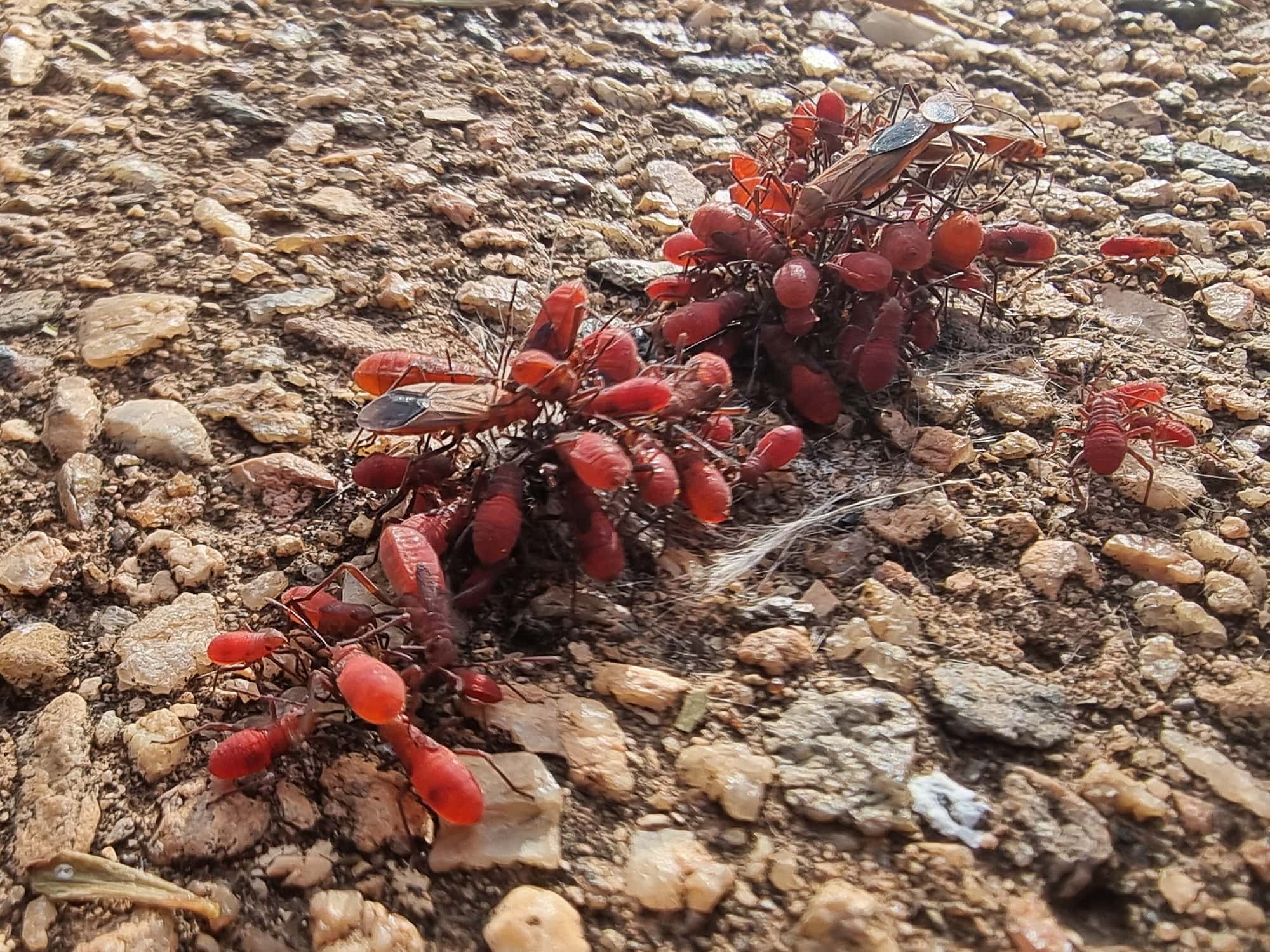 Leptocoris Bug – Ausemade