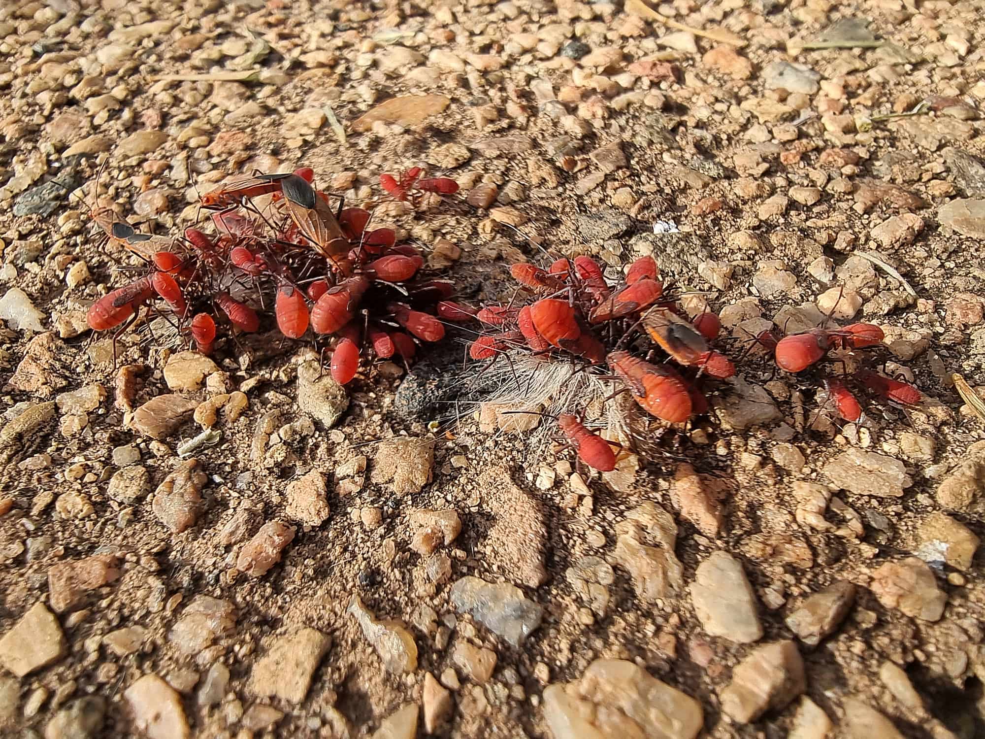 Leptocoris Bug – Ausemade