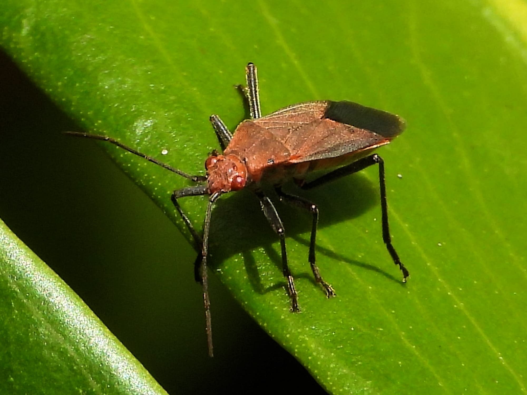 Leptocoris tagalicus – Ausemade