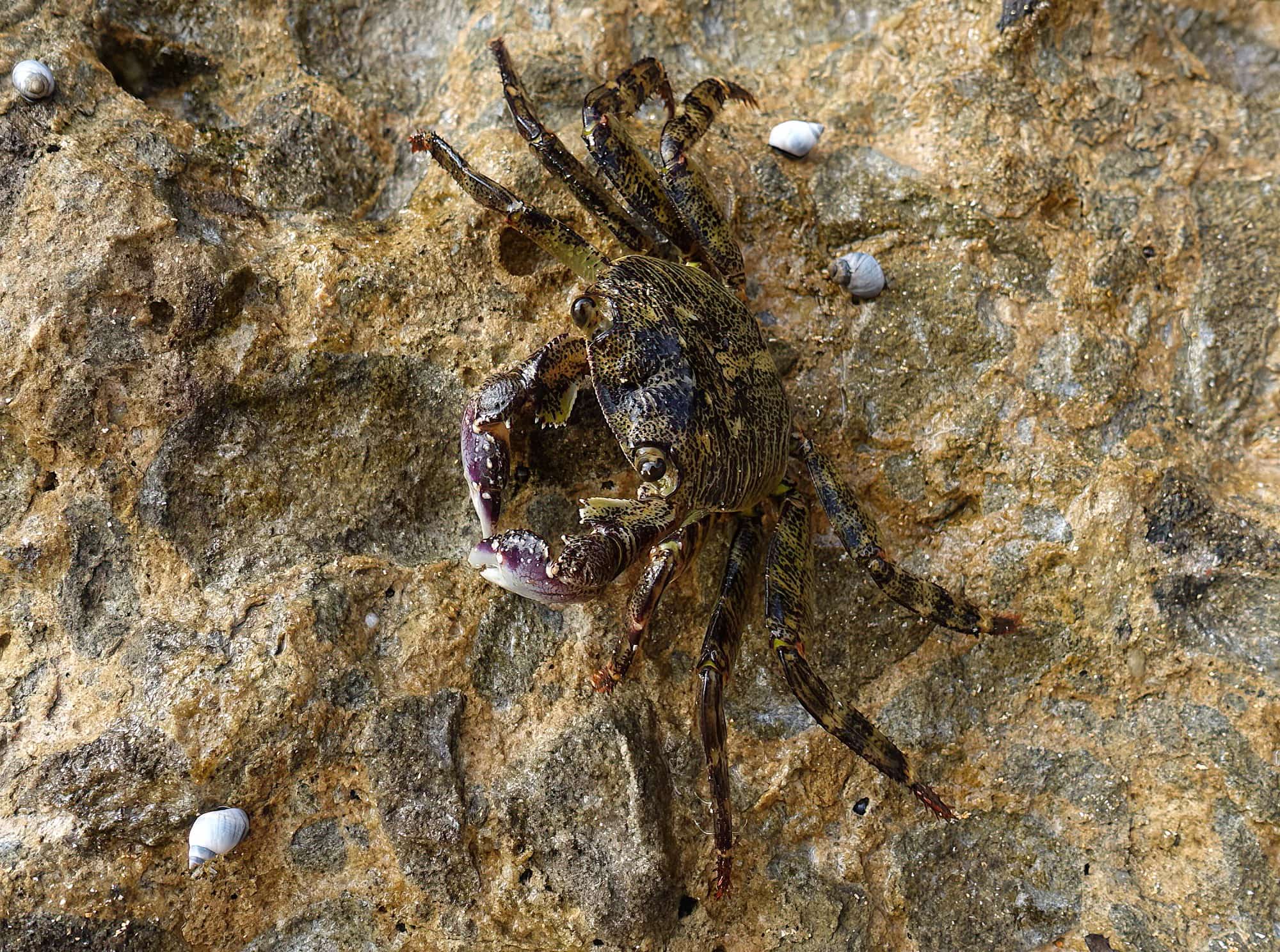 Purple Shore Crab – Ausemade