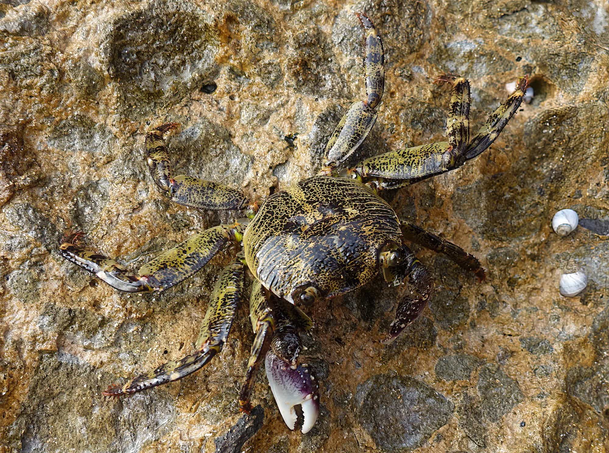 Purple Shore Crab – Ausemade