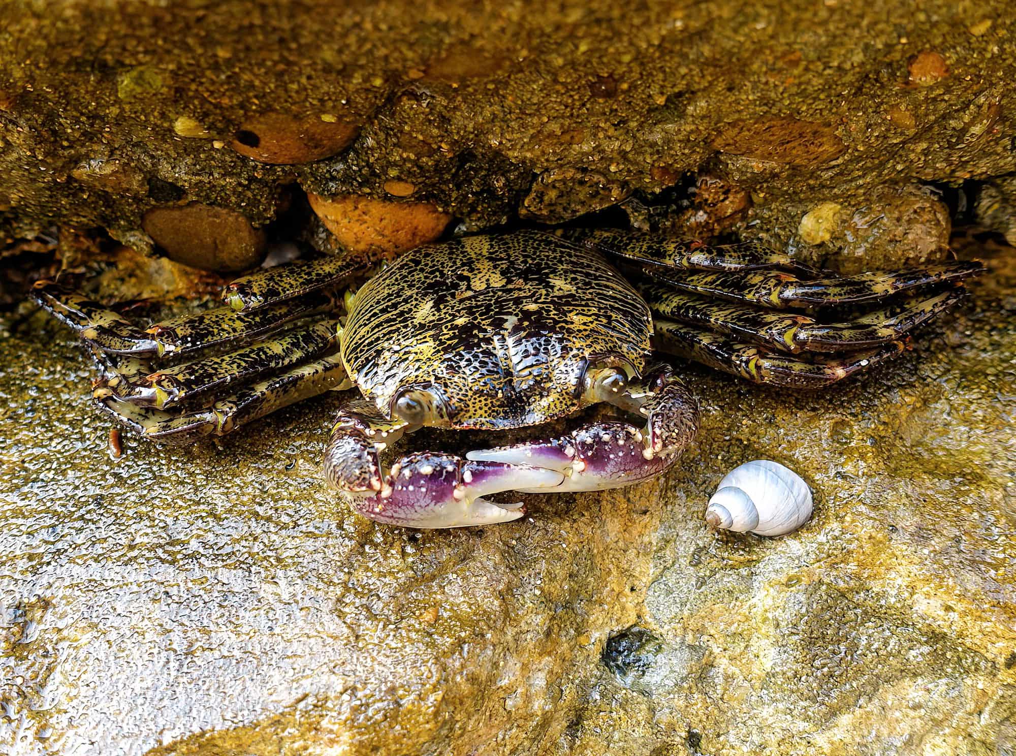 Purple Shore Crab – Ausemade