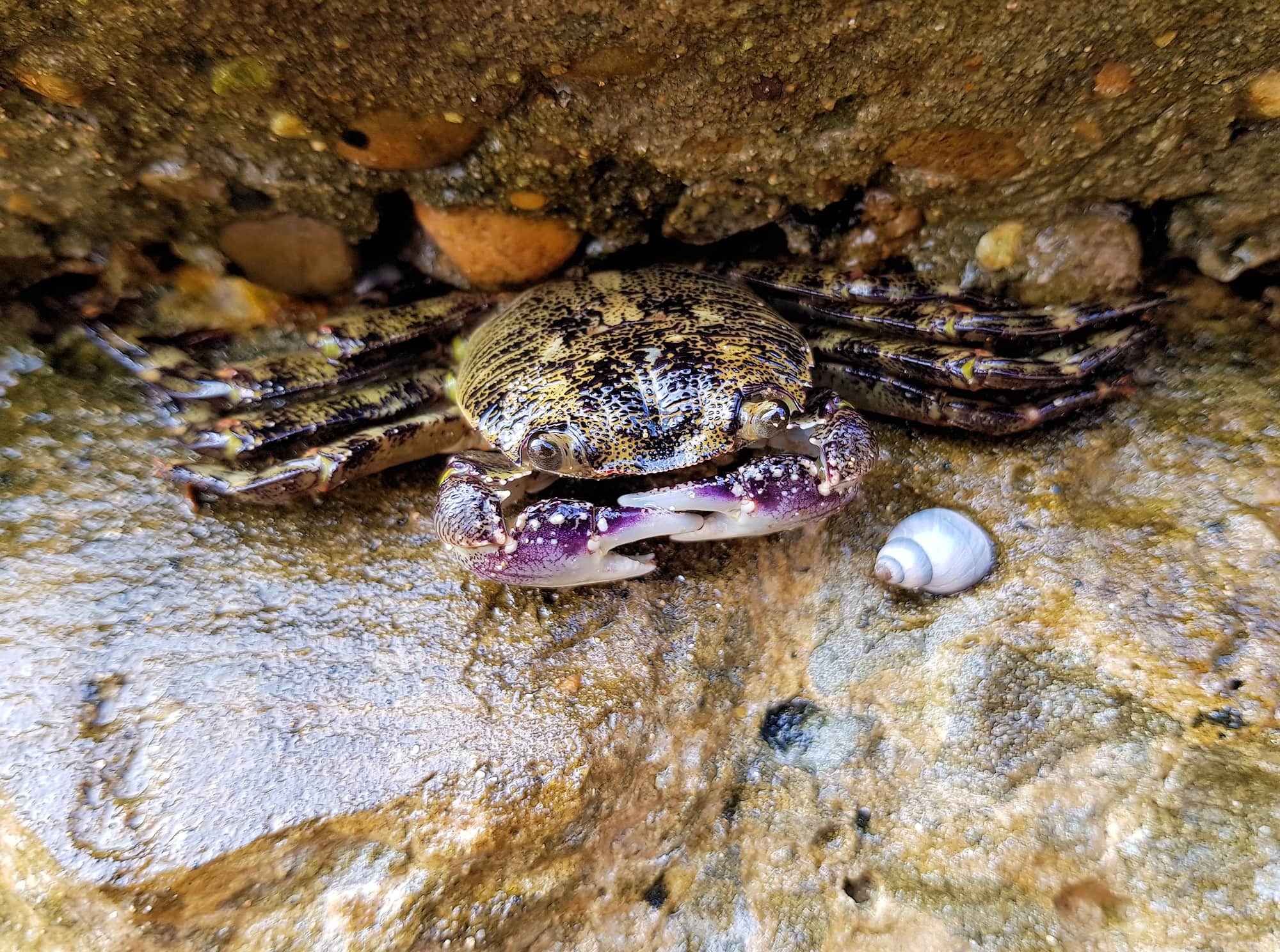 Purple Shore Crab – Ausemade