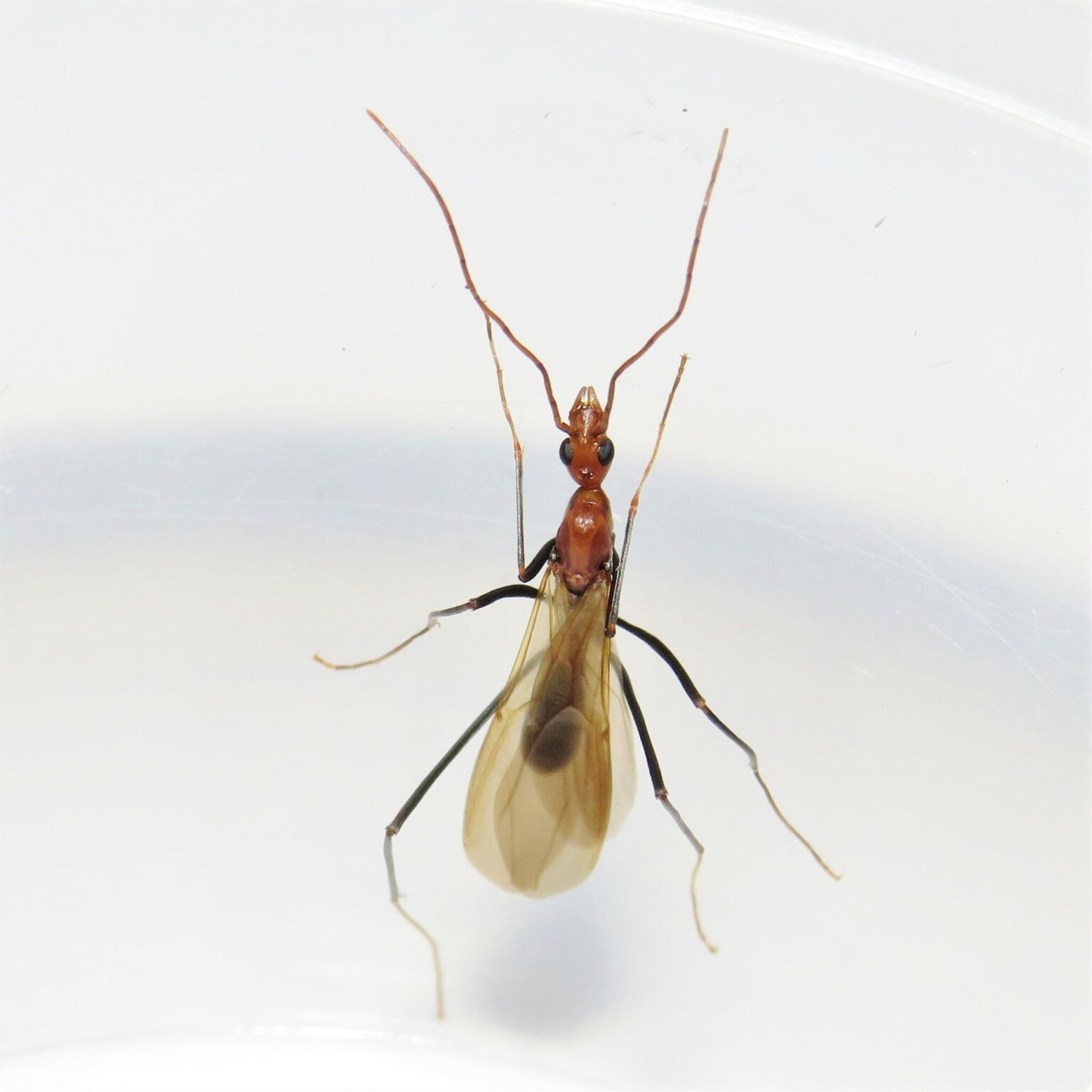 Leptomyrmex erythrocephalus (Red-headed Spider Ant) – Ausemade