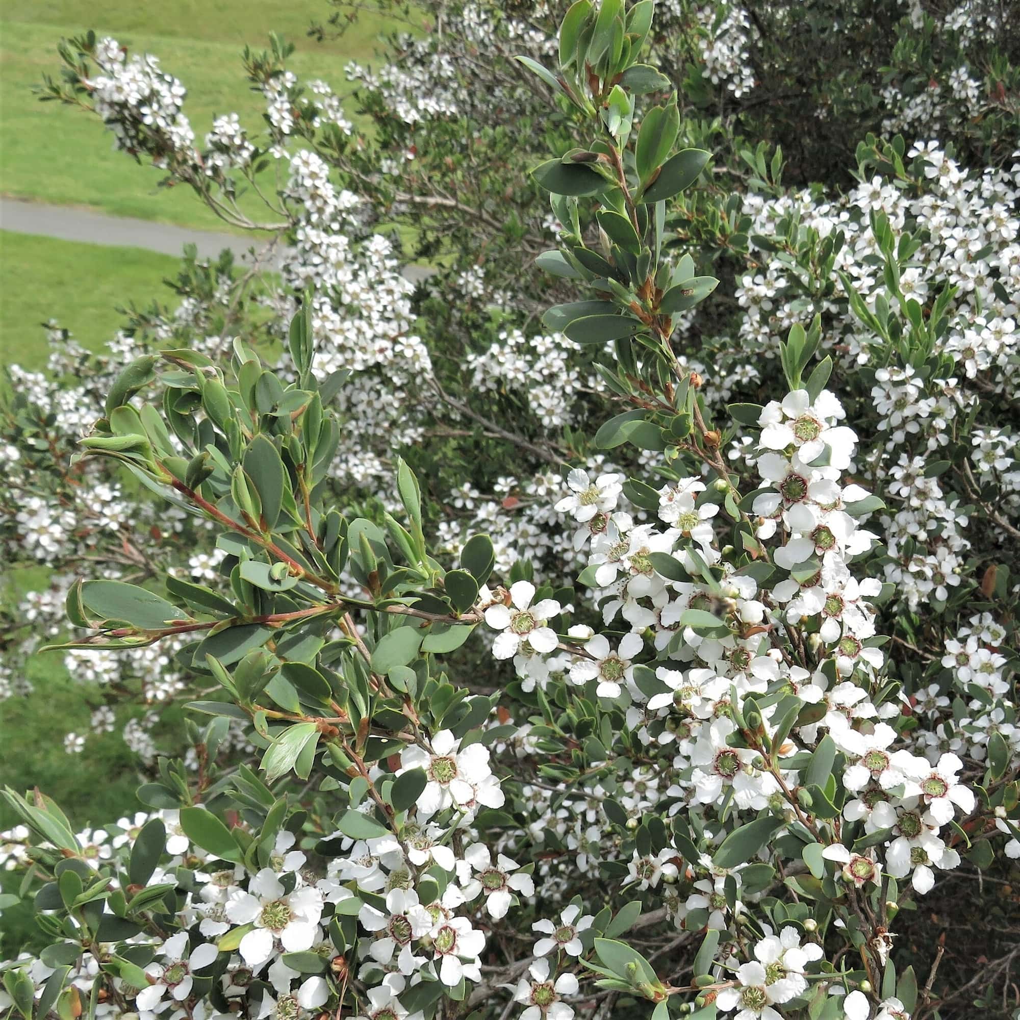 Leptospermum laevigatum (Australian Tea Tree) – Ausemade