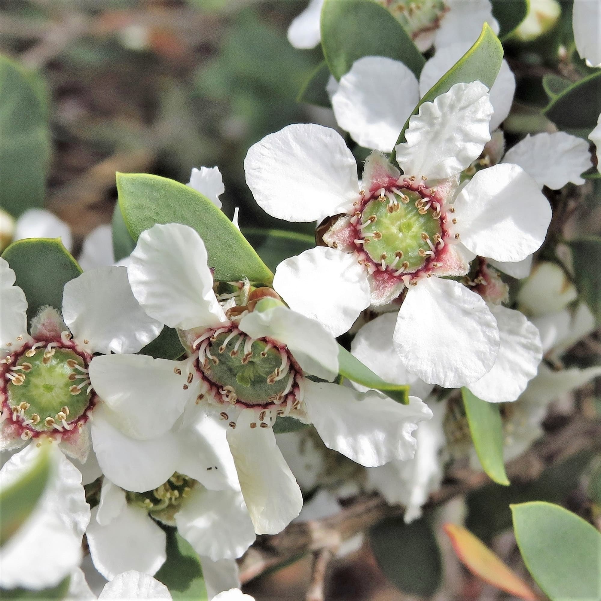 Leptospermum laevigatum (Australian Tea Tree) – Ausemade