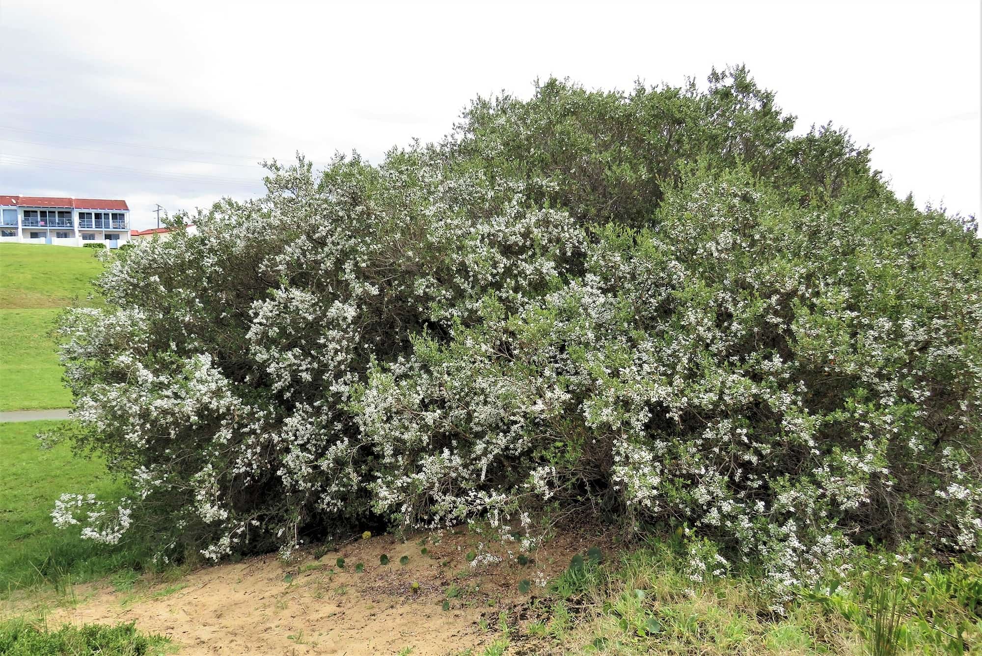 Leptospermum laevigatum (Australian Tea Tree) – Ausemade